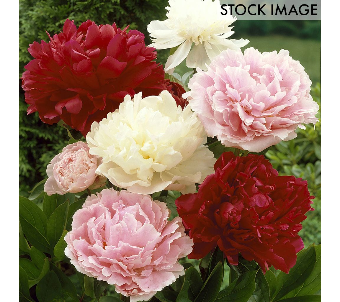 Van Zyverden Peonies Mixed Colors Set of 6 Roots - QVC.com