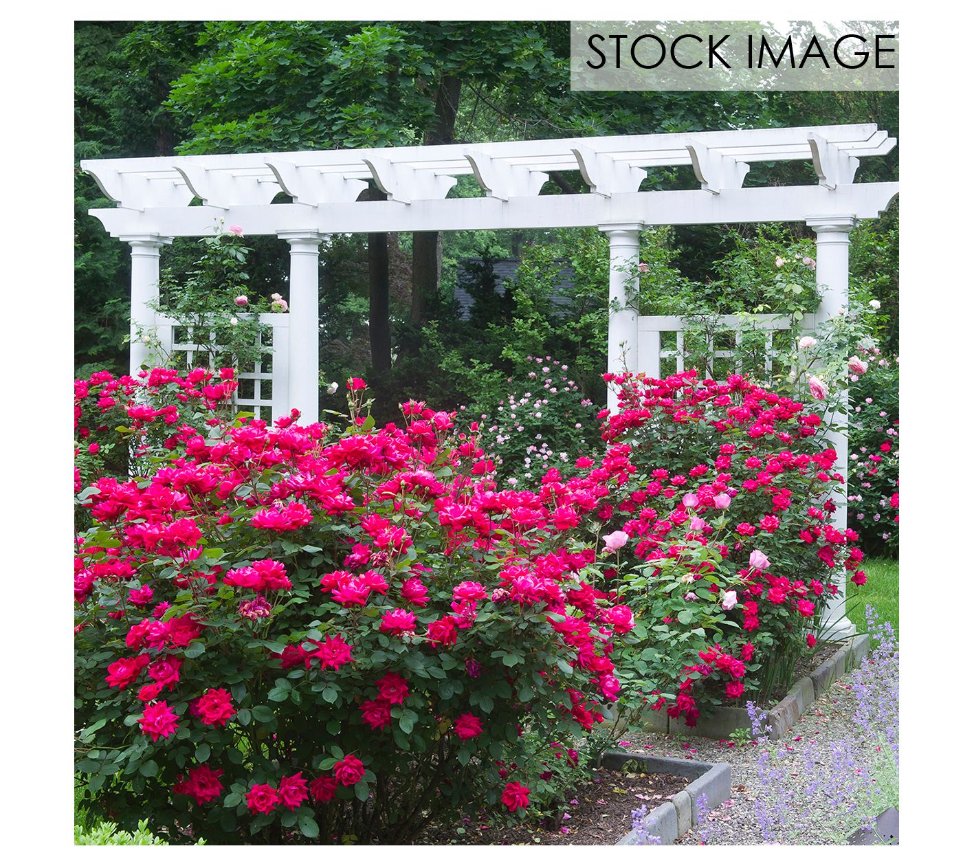 Van Zyverden Patio Gardening Double Knock Out Rose Kit - QVC.com
