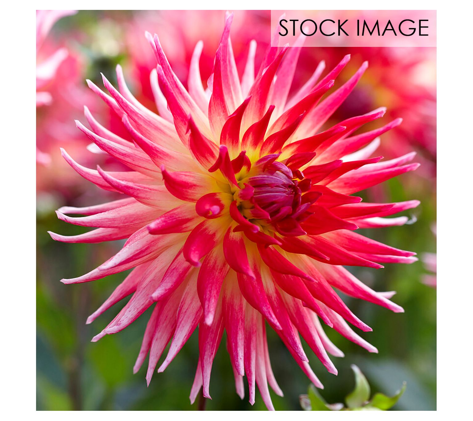 Van Zyverden Dahlias Electric Flash Set of 3 Bulbs - QVC.com