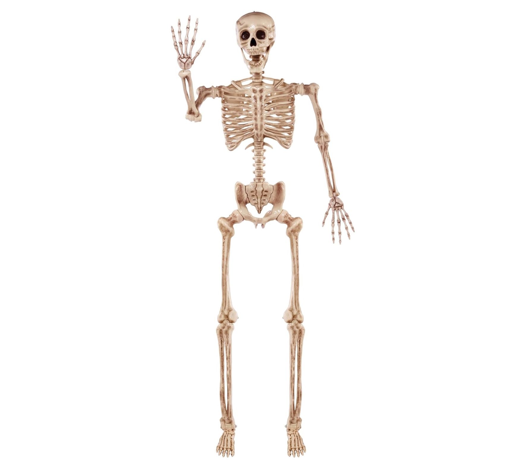 Syncfun 5.6 FT Halloween Posable Body Skeleton - QVC.com