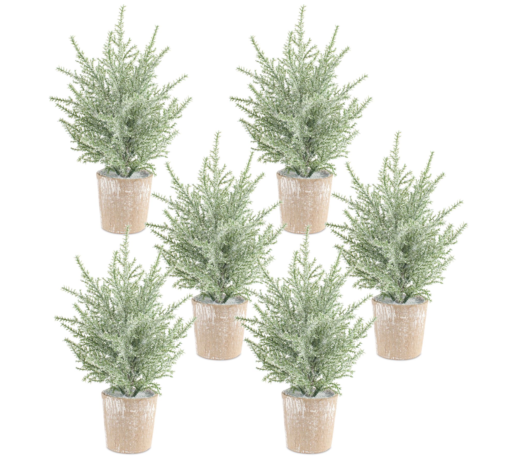 Melrose Frosted Holiday Pine Tree in Paper PotSet of 6) - QVC.com
