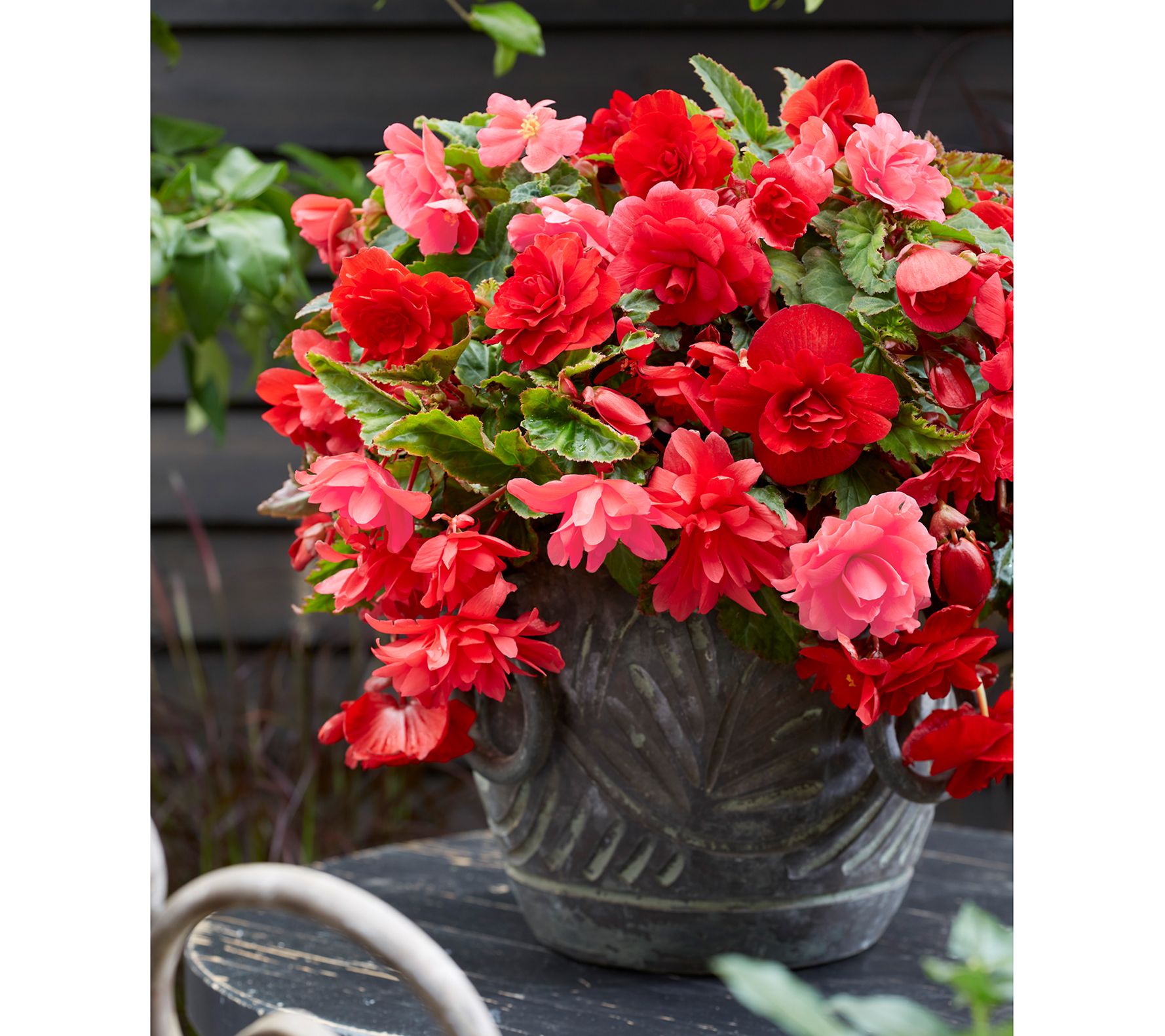 Ships 4/14 Roberta's 4-Piece Cascading Begonia Collection - QVC.com