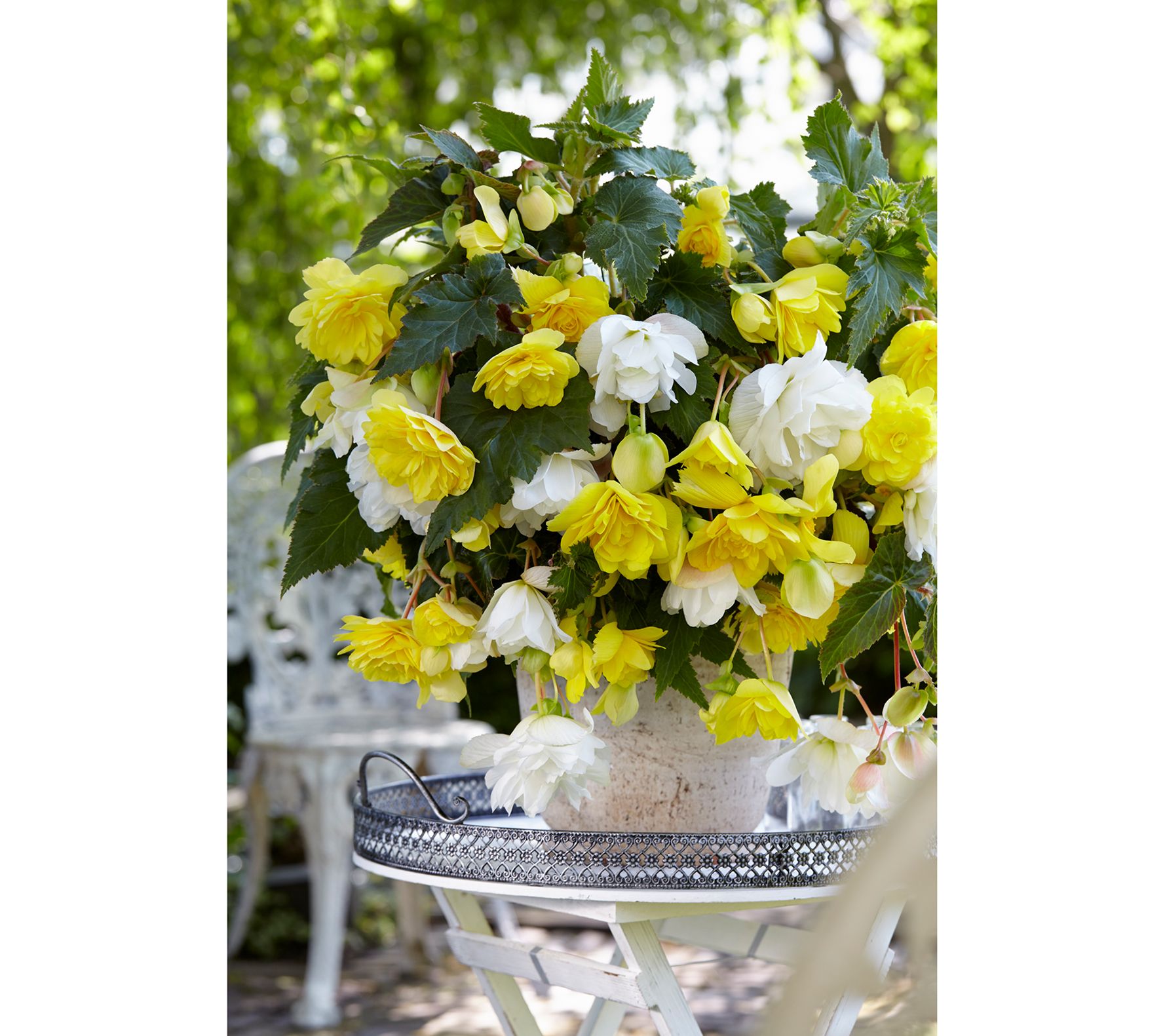 Ships 4/14 Roberta's 4-Piece Cascading Begonia Collection - QVC.com