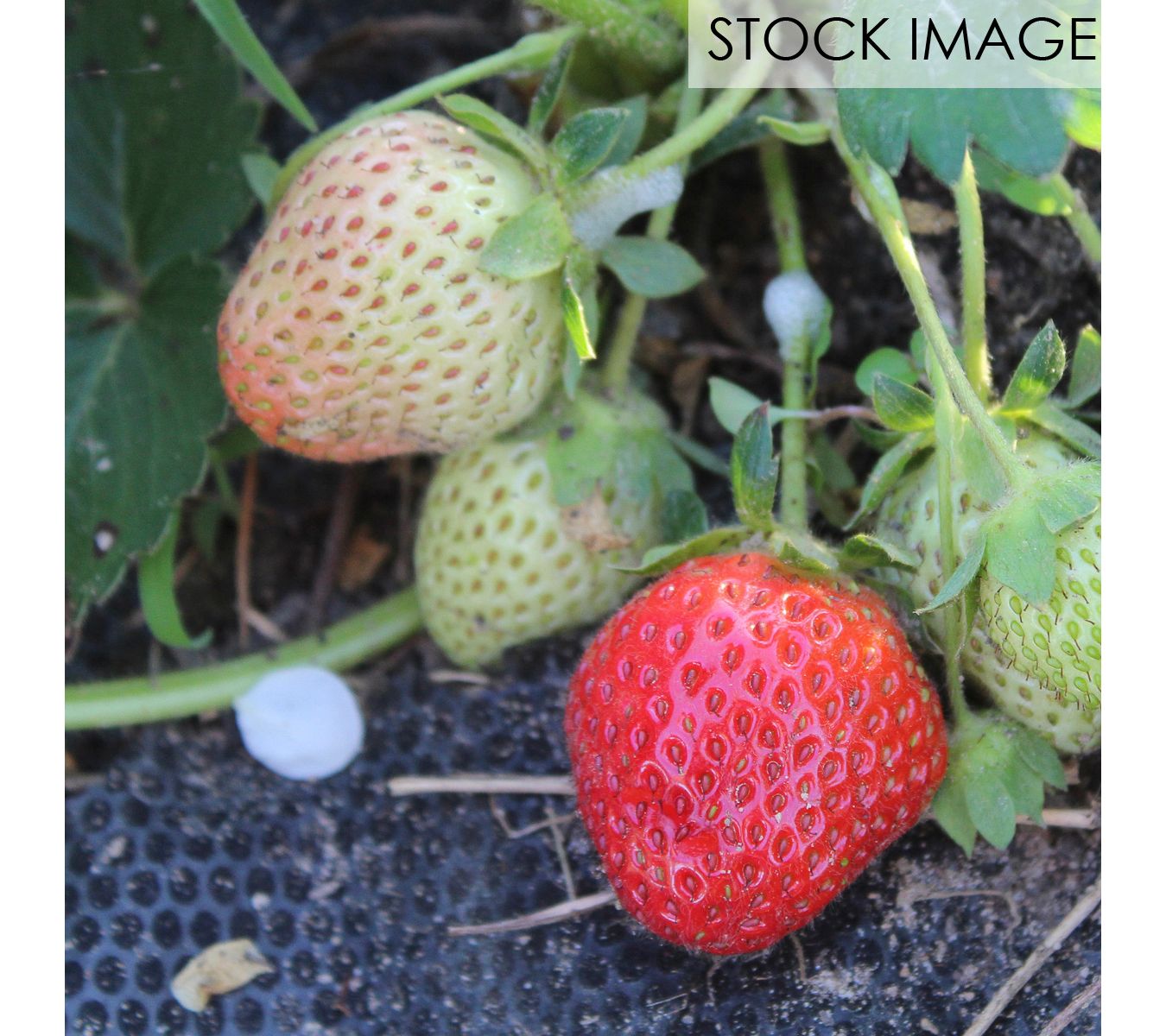 Van Zyverden Junebearing Strawberries Allstar Set of 20 Roots - QVC.com