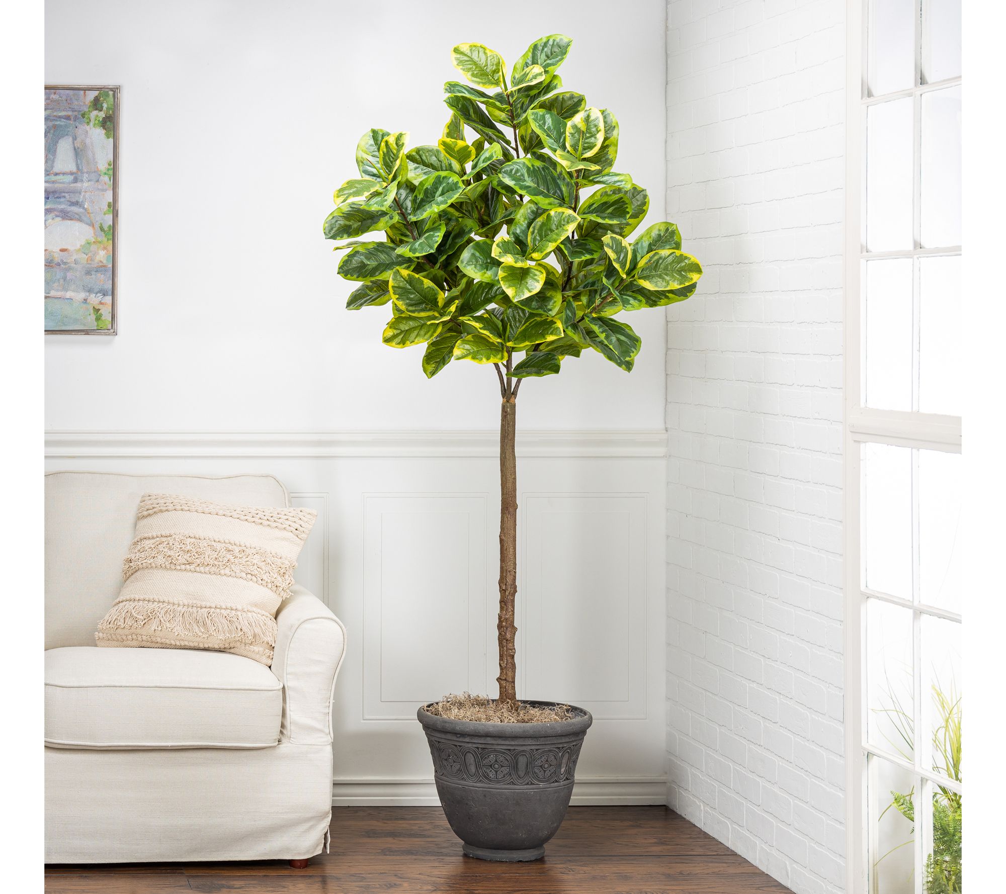 6ft Variegated Ficus Altissima Potted Tree by Gerson Co. - QVC.com