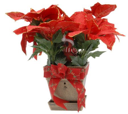 Animated Singing Cardinal in Poinsettia - QVC.com