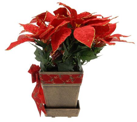 Animated Singing Cardinal in Poinsettia - QVC.com