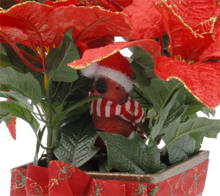 Animated Singing Cardinal in Poinsettia - QVC.com