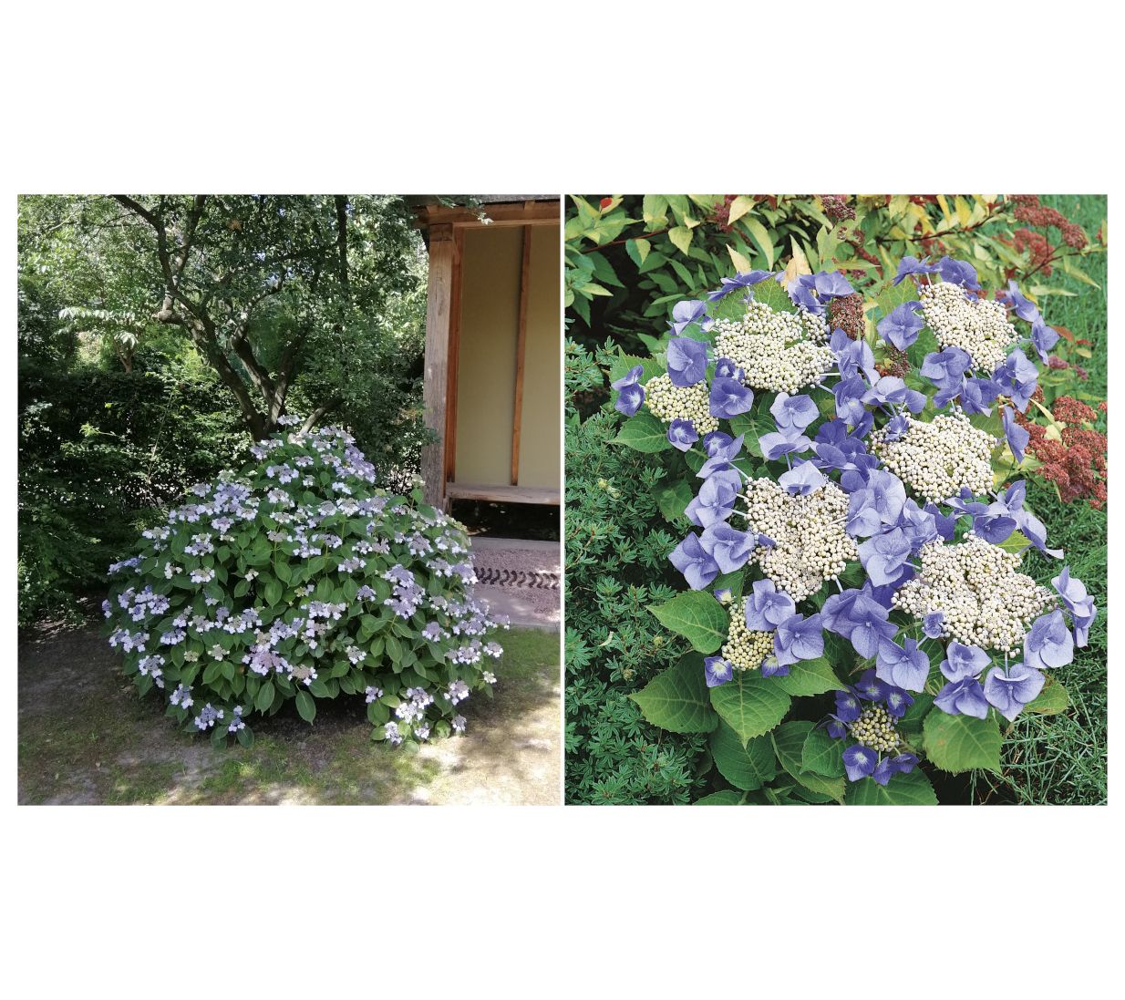 Roberta's 1 pc. Hydrangea Game Changer Blue - QVC.com