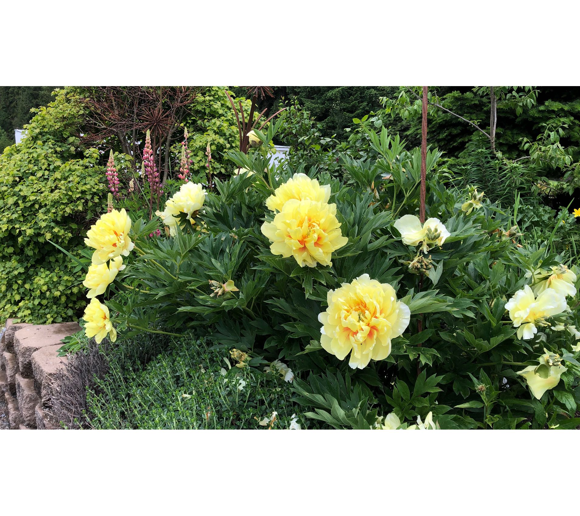 Roberta's 1-Pc. Yellow Itoh Peony - QVC.com