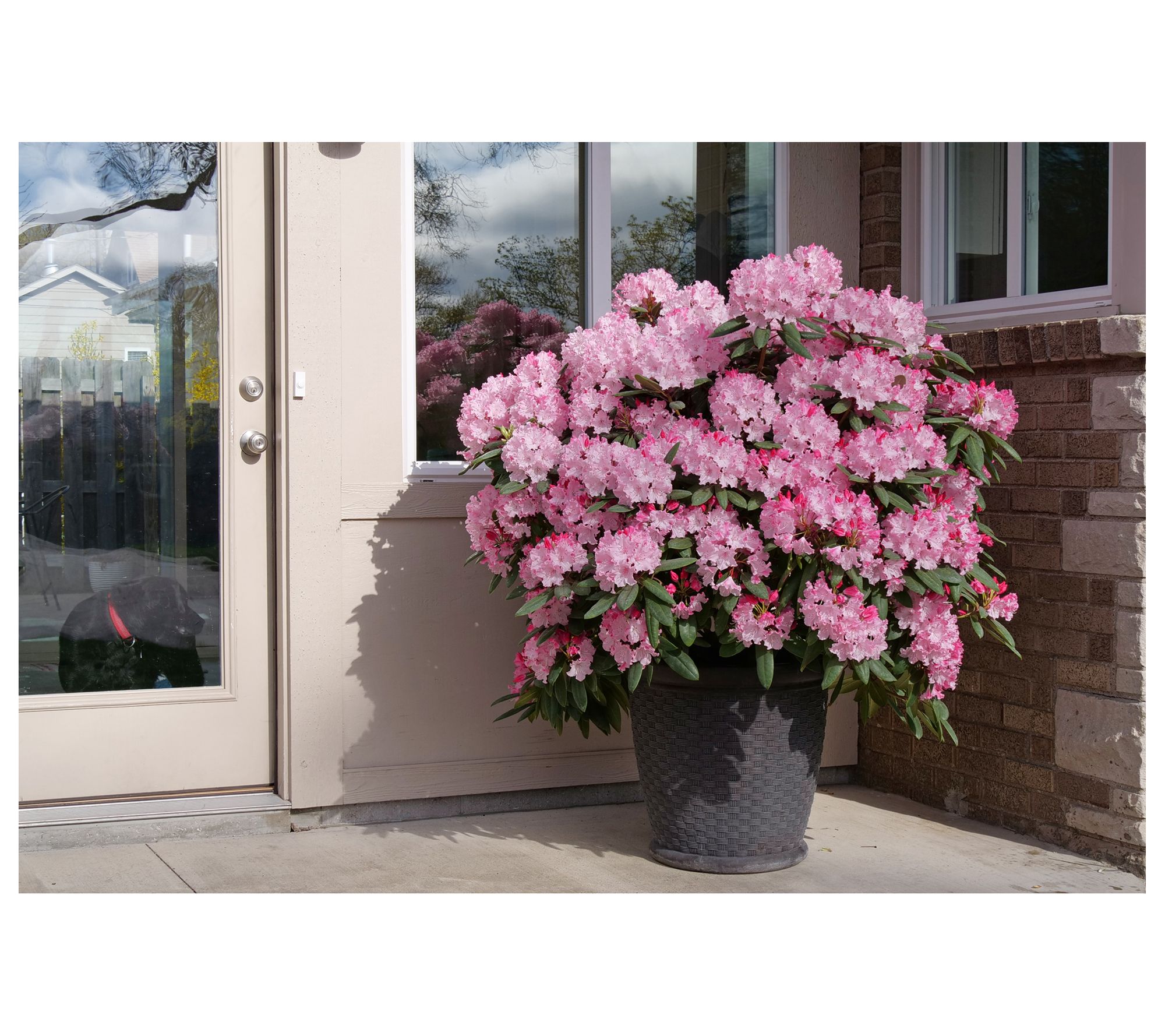 Roberta's 1-Pie ce Dandy Man Co lor Wheel Rhodo dendron - QVC.com