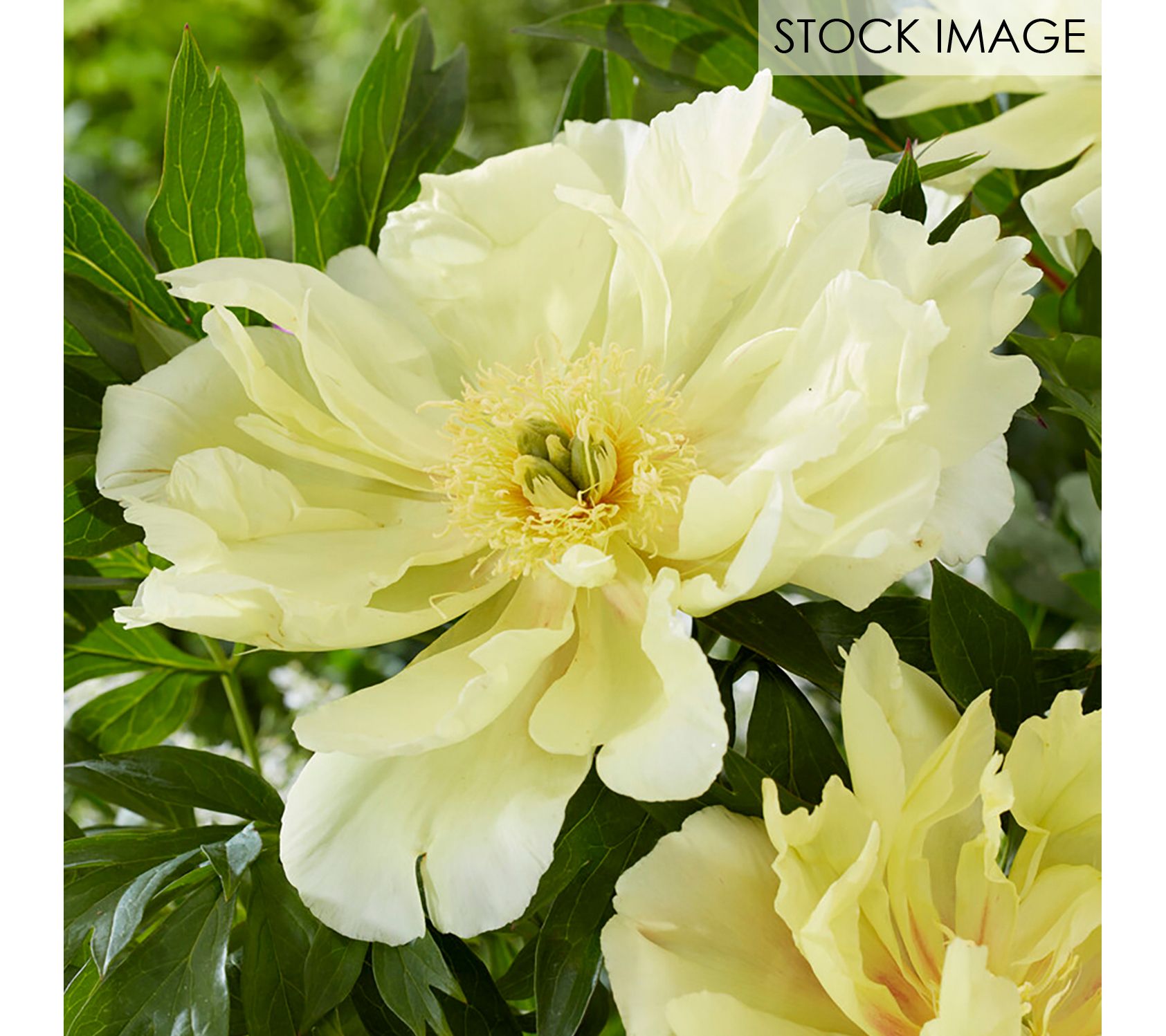 Van Zyverden Itoh Peony Lemon Dream Set of 1 Root - QVC.com
