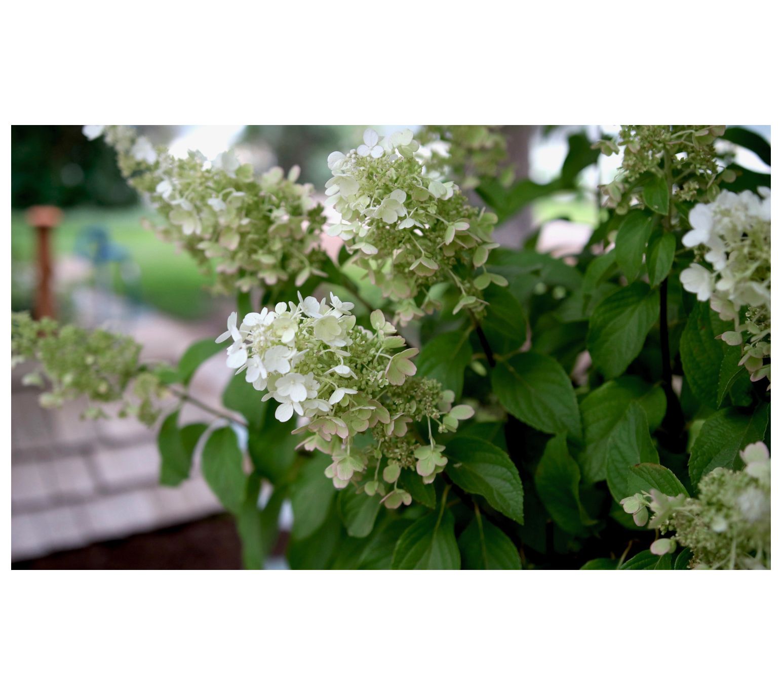 Roberta's 1-Piece Gallon Proven Winners Pinky Winky Hydrangea - QVC.com
