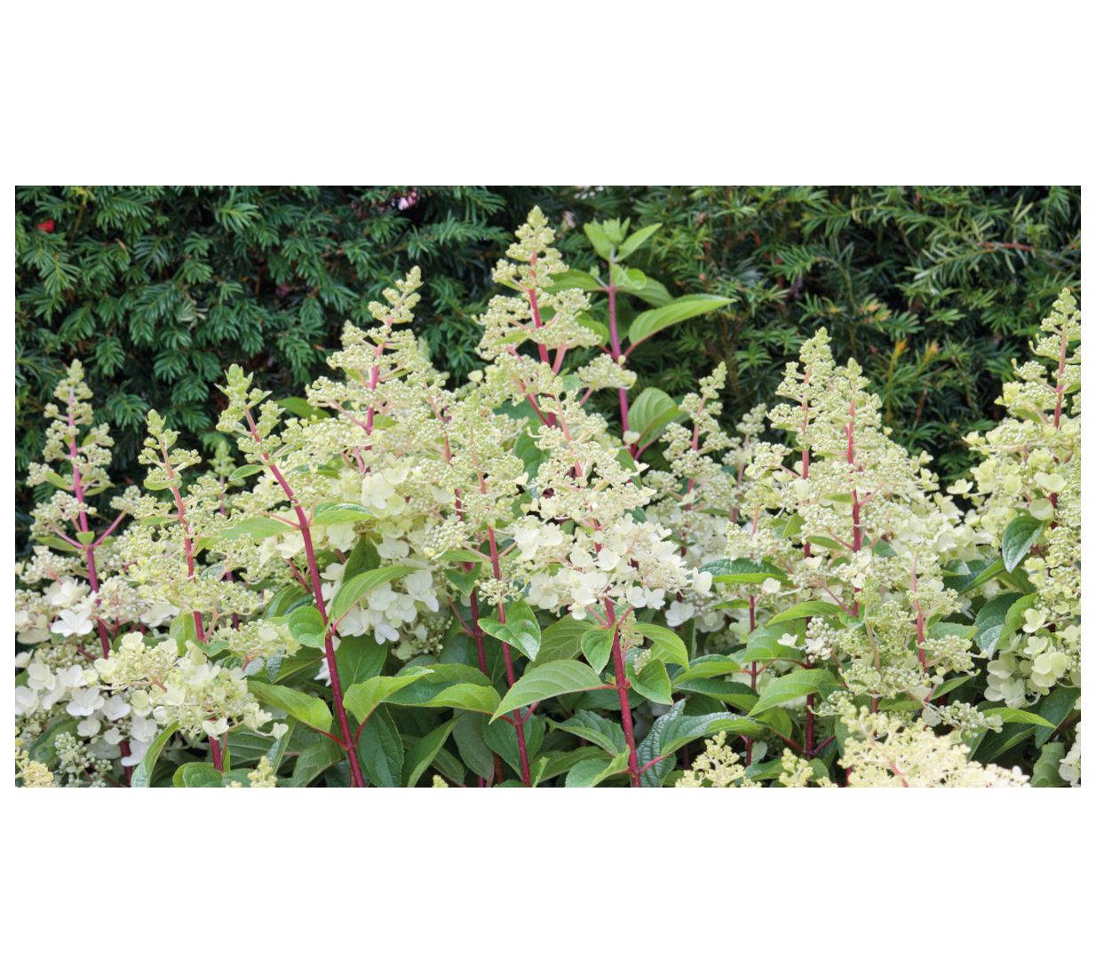 Roberta's 1-Piece Gallon Proven Winners Pinky Winky Hydrangea - QVC.com