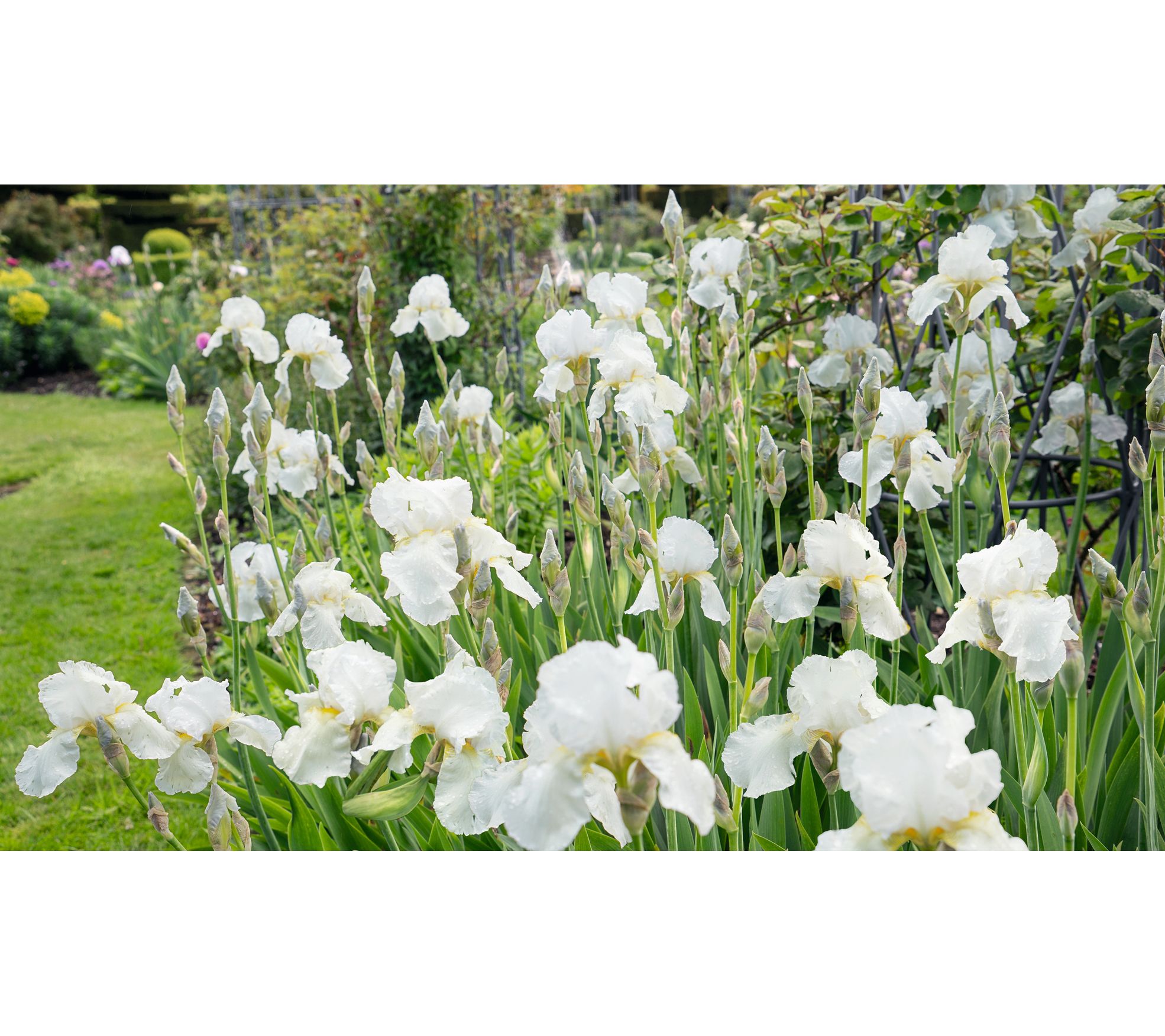 Roberta's 3 pc. Reblooming Bearded Iris Collection - QVC.com