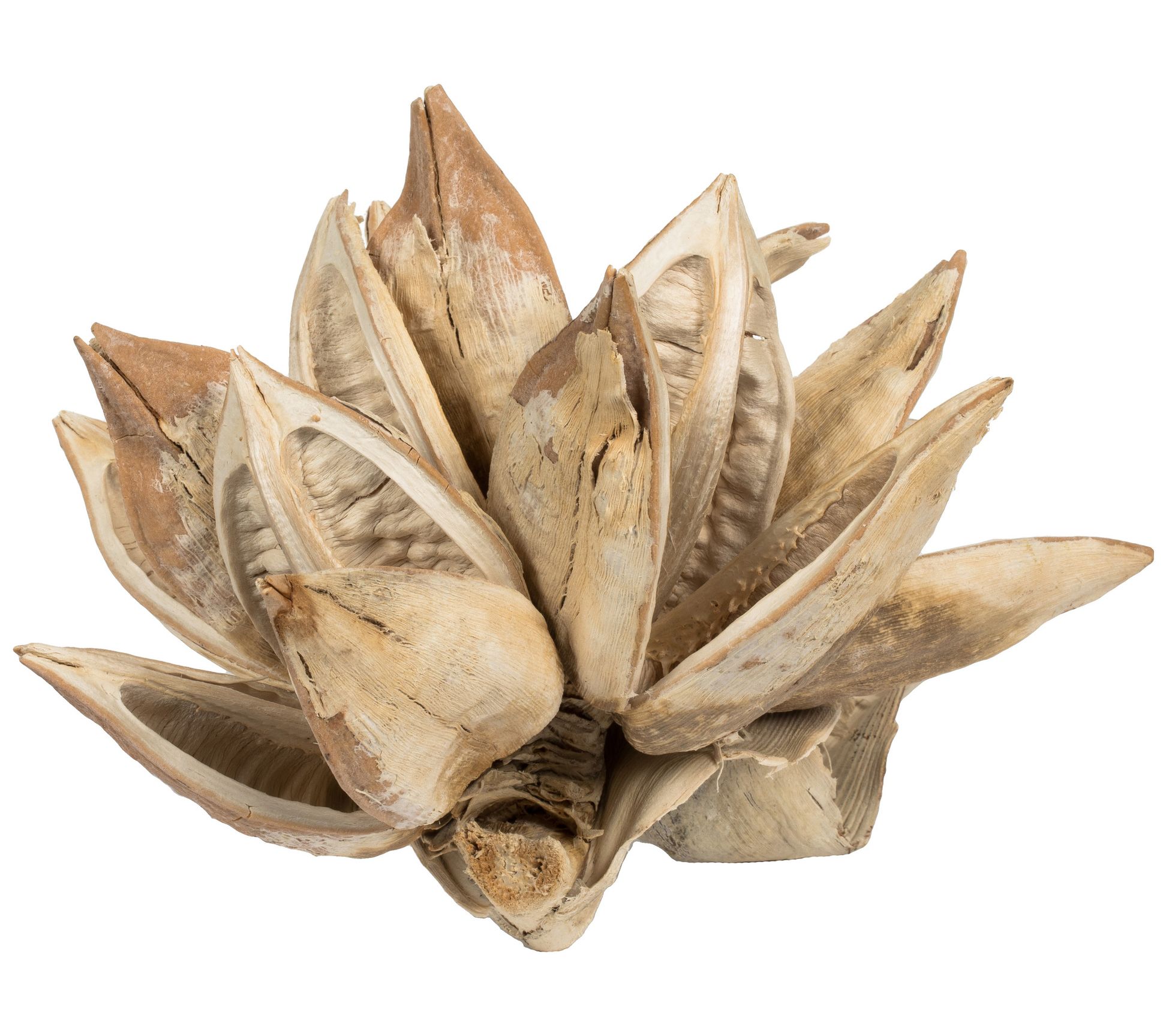 Vickerman 6" Bleached Star Pod, 1 piece, Dried - QVC.com