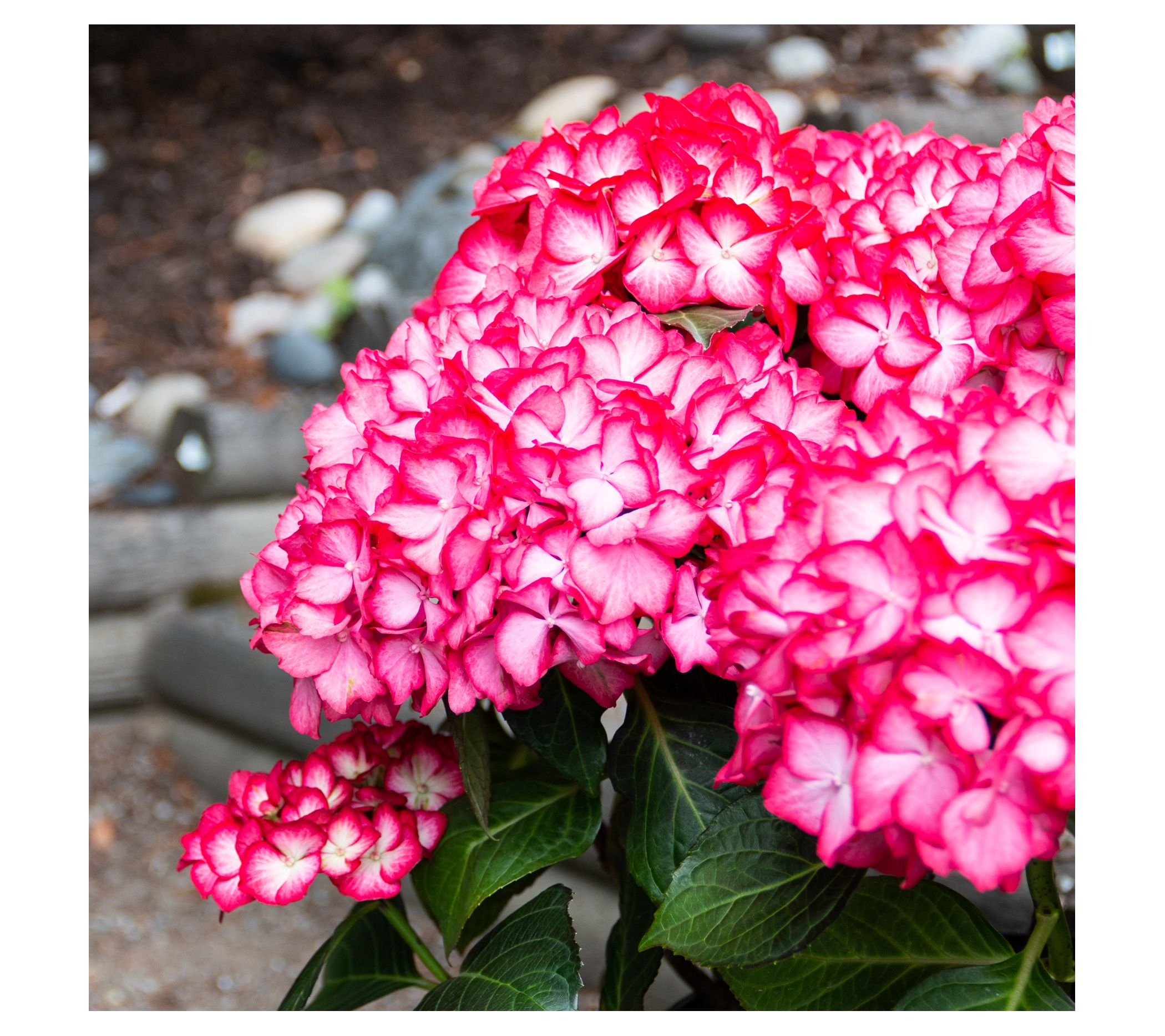 Roberta's 1-Piece Bloomin' Easy Kimono Hydrangea - QVC.com