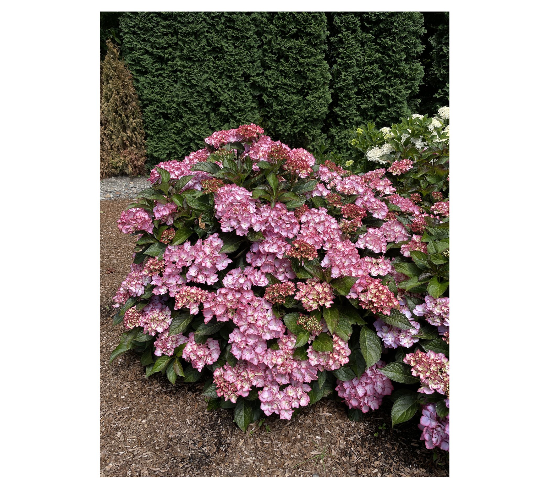 Roberta's 1-Piece Bloomin' Easy Kimono Hydrangea - QVC.com