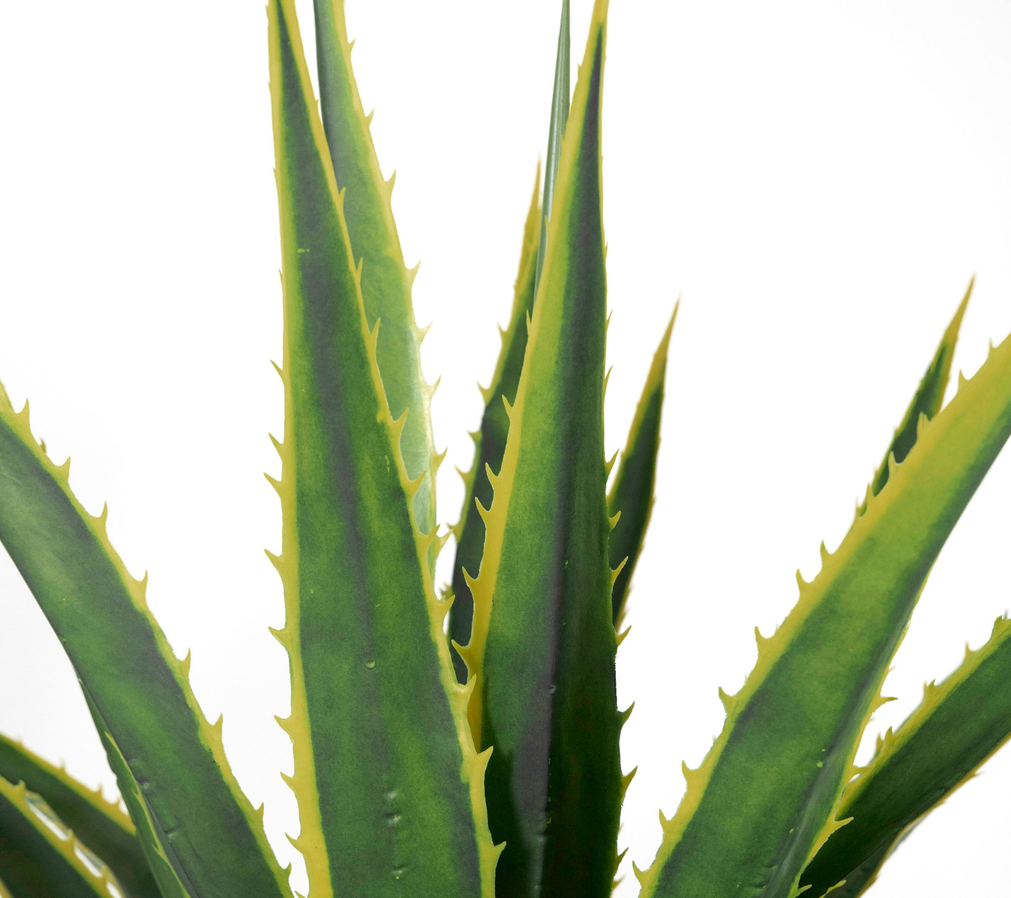 Vintage Home 69" Real Touch Agave Plant in TallWhite Planter - QVC.com