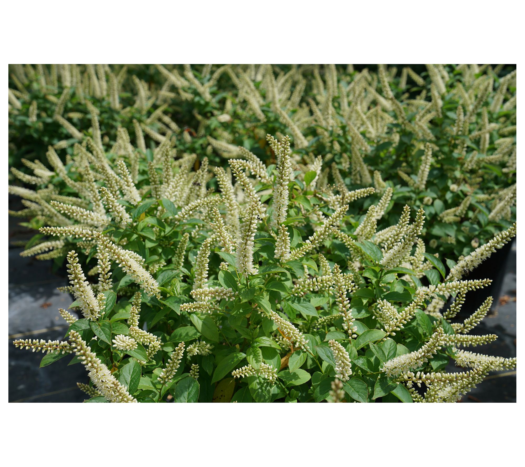 Roberta's Sweetspire Fizzy Mizzy White 1pc - QVC.com