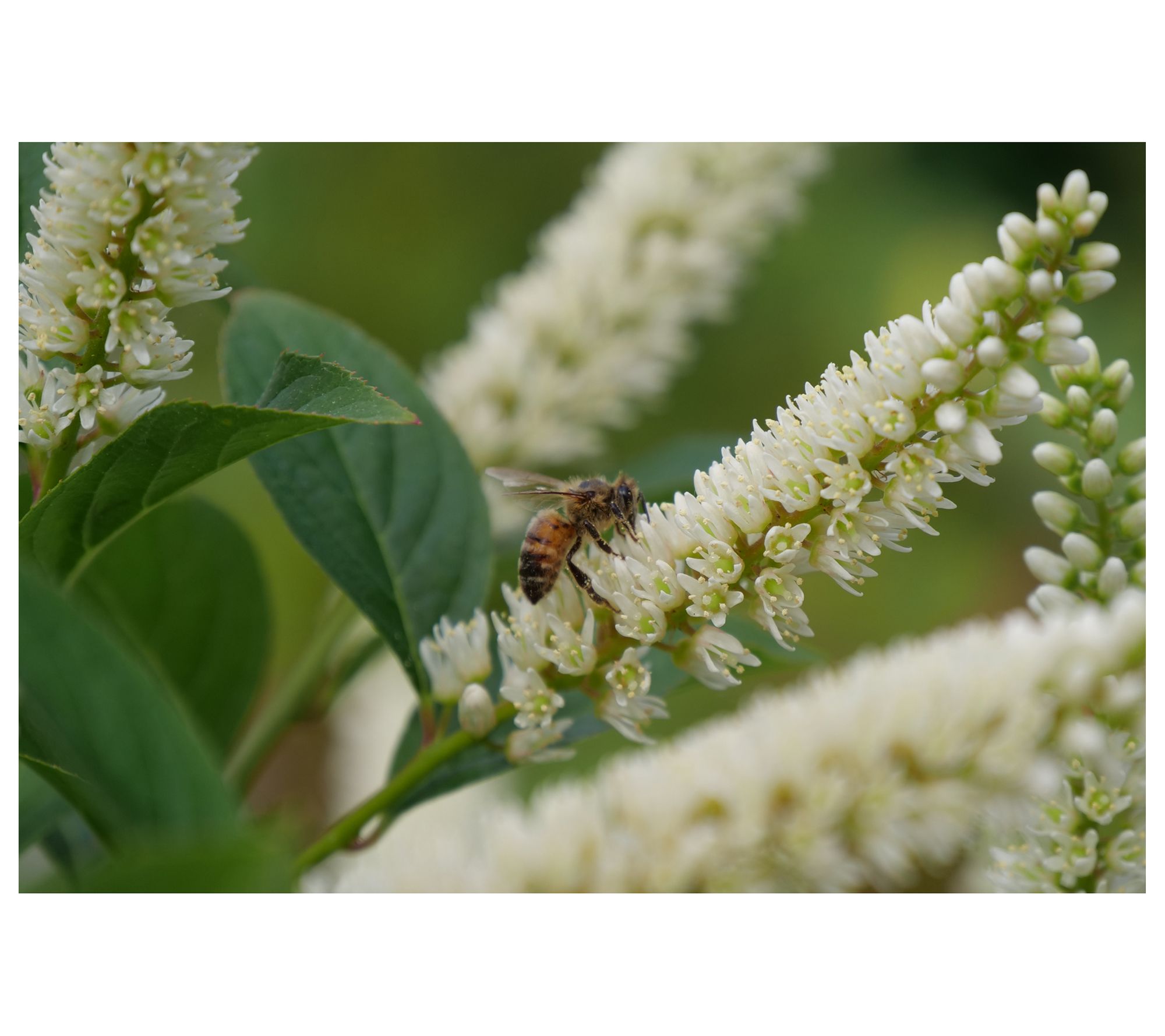 Roberta's Sweetspire Fizzy Mizzy White 1pc - QVC.com