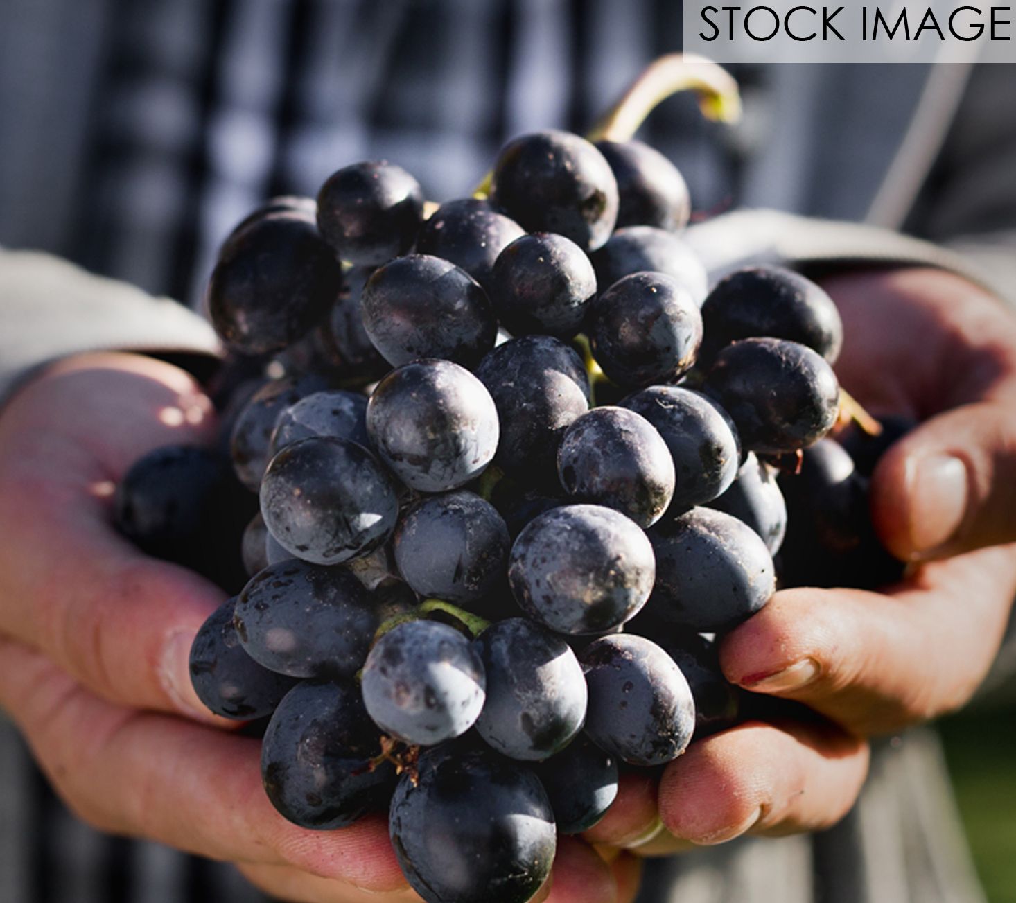 Van Zyverden Bareroot Grape Vine Zinfandel Set of 1 Plant - QVC.com