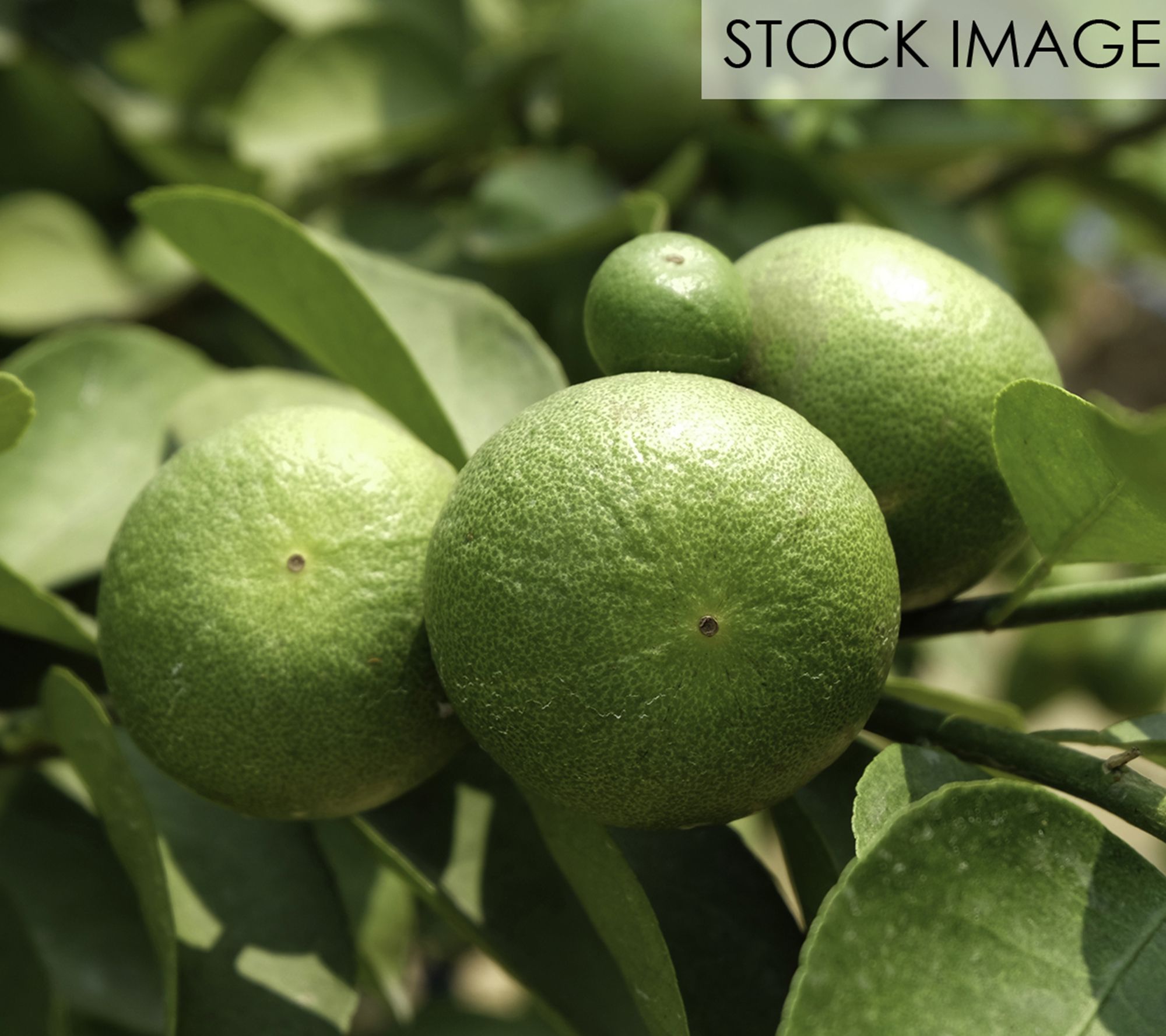 Van Zyverden Semi Dwarf Lime Citrus Tree Bearss(Persian) 1-ct - QVC.com