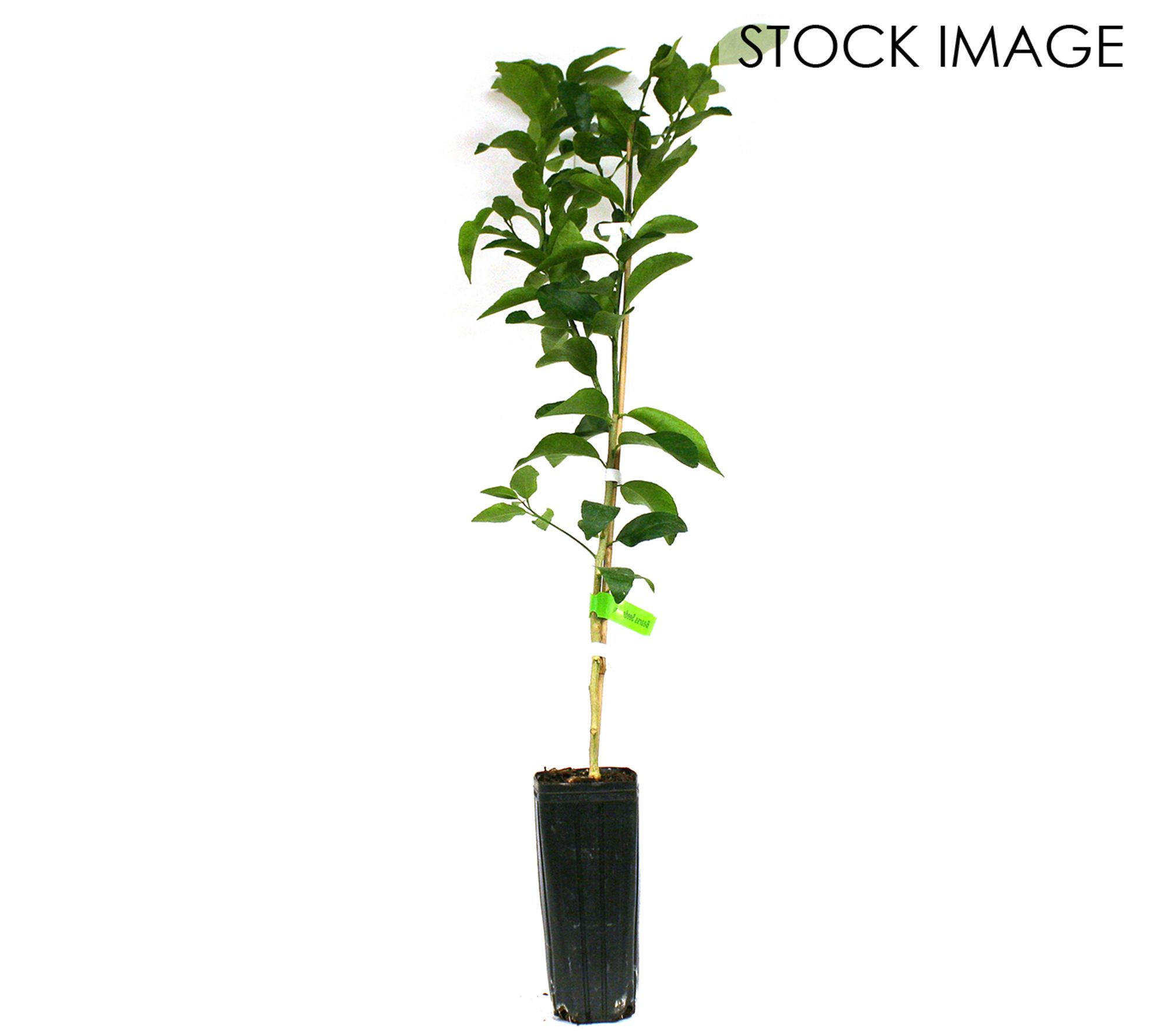 Van Zyverden Semi Dwarf Lime Citrus Tree Bearss(Persian) 1-ct - QVC.com