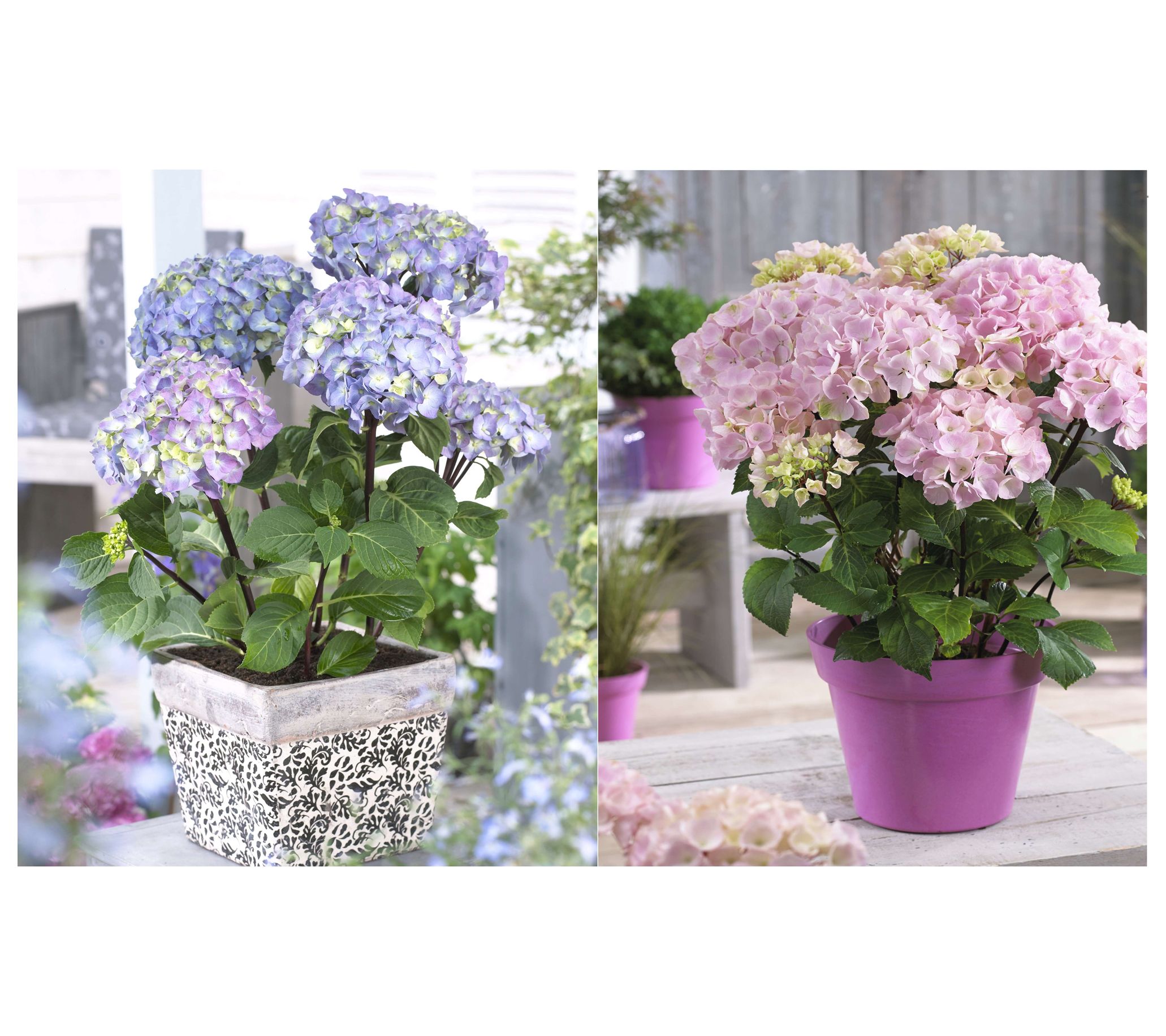 Roberta's 2-Piece Onyx Blue/Pink Hydrangea - QVC.com