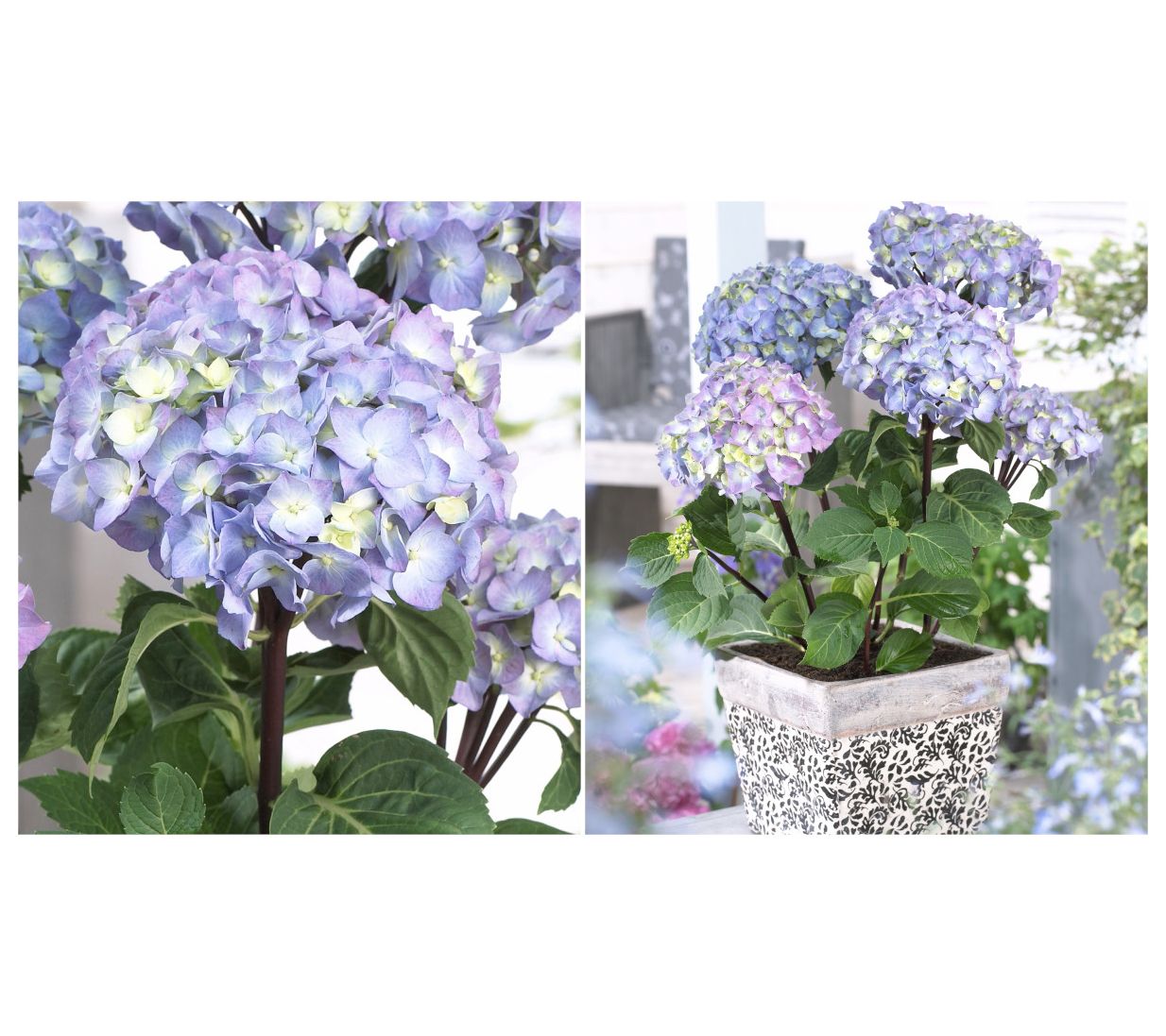 Roberta's 2-Piece Onyx Blue/Pink Hydrangea - QVC.com