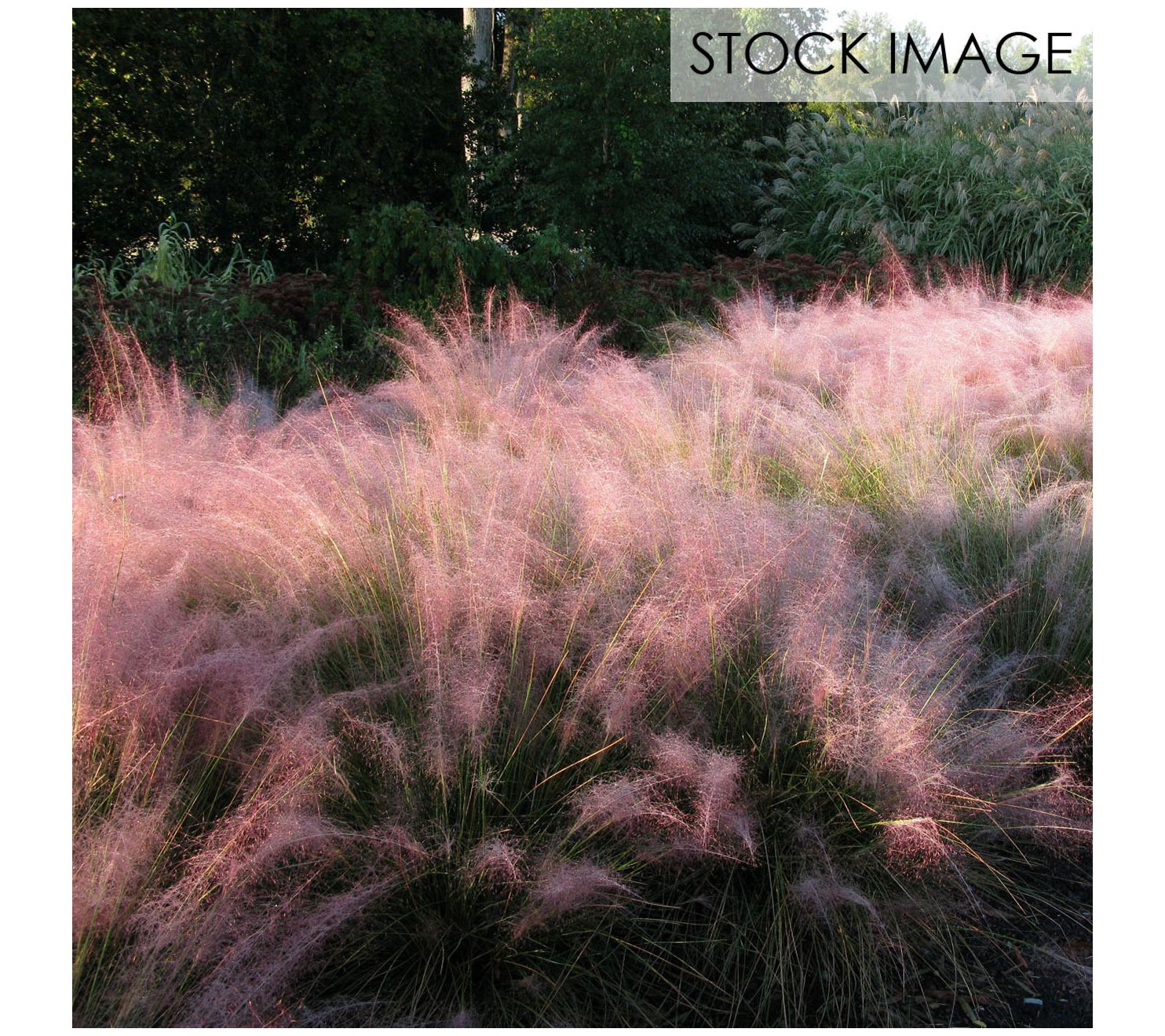 Van Zyverden Ornamental Grass Pink Muhly 1 Dormant Plant
