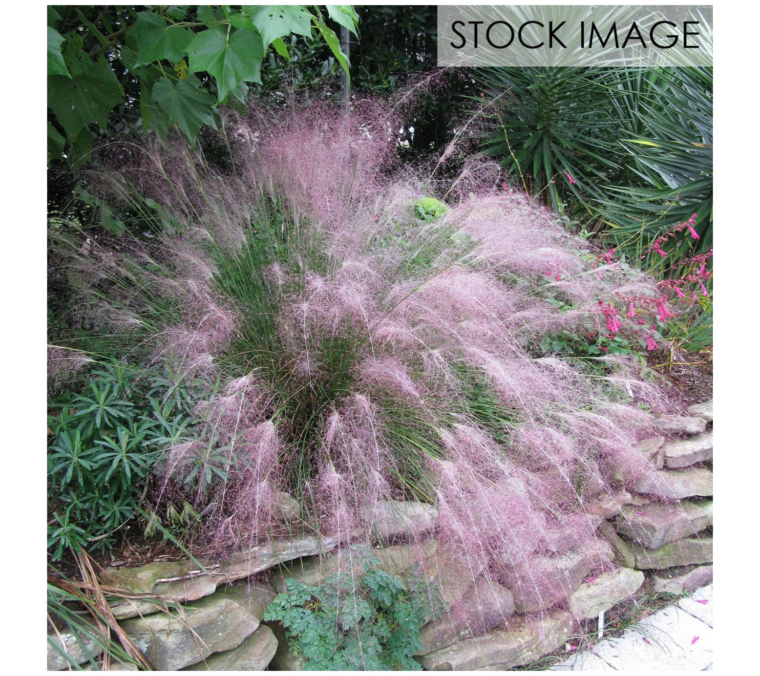 Van Zyverden Ornamental Grass Pink Muhly 1 Dormant Plant