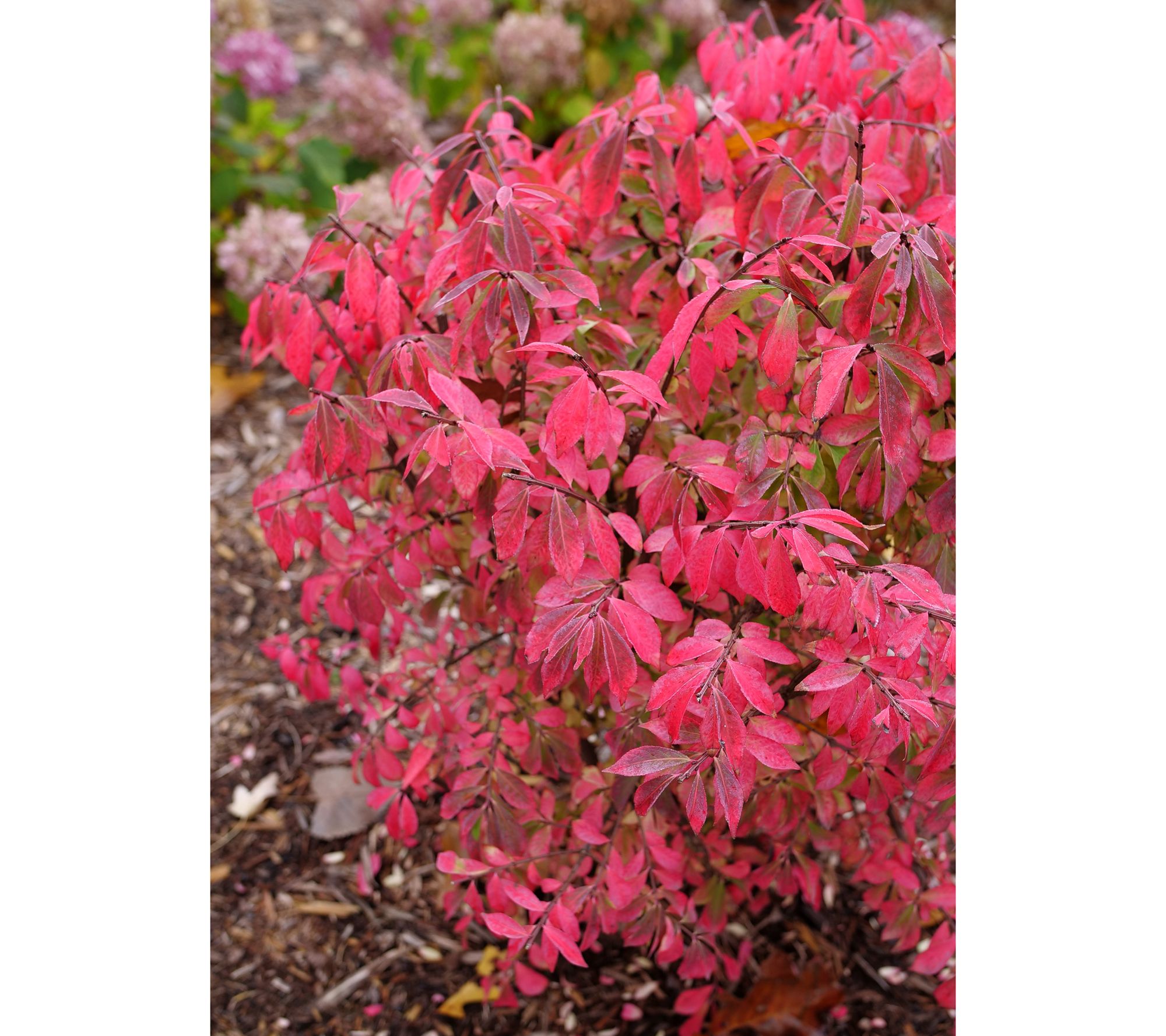 Roberta's 1-Piece Dwarf Fire Ball Burning Bush - QVC.com