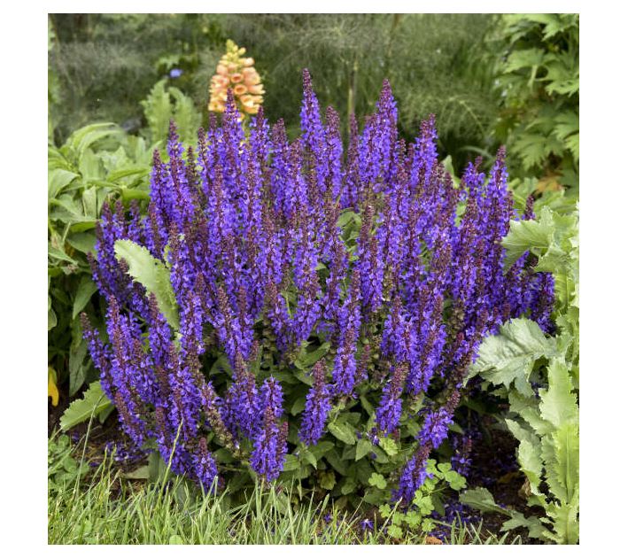Roberta's Salvia All Violet Profusion 1pc - QVC.com