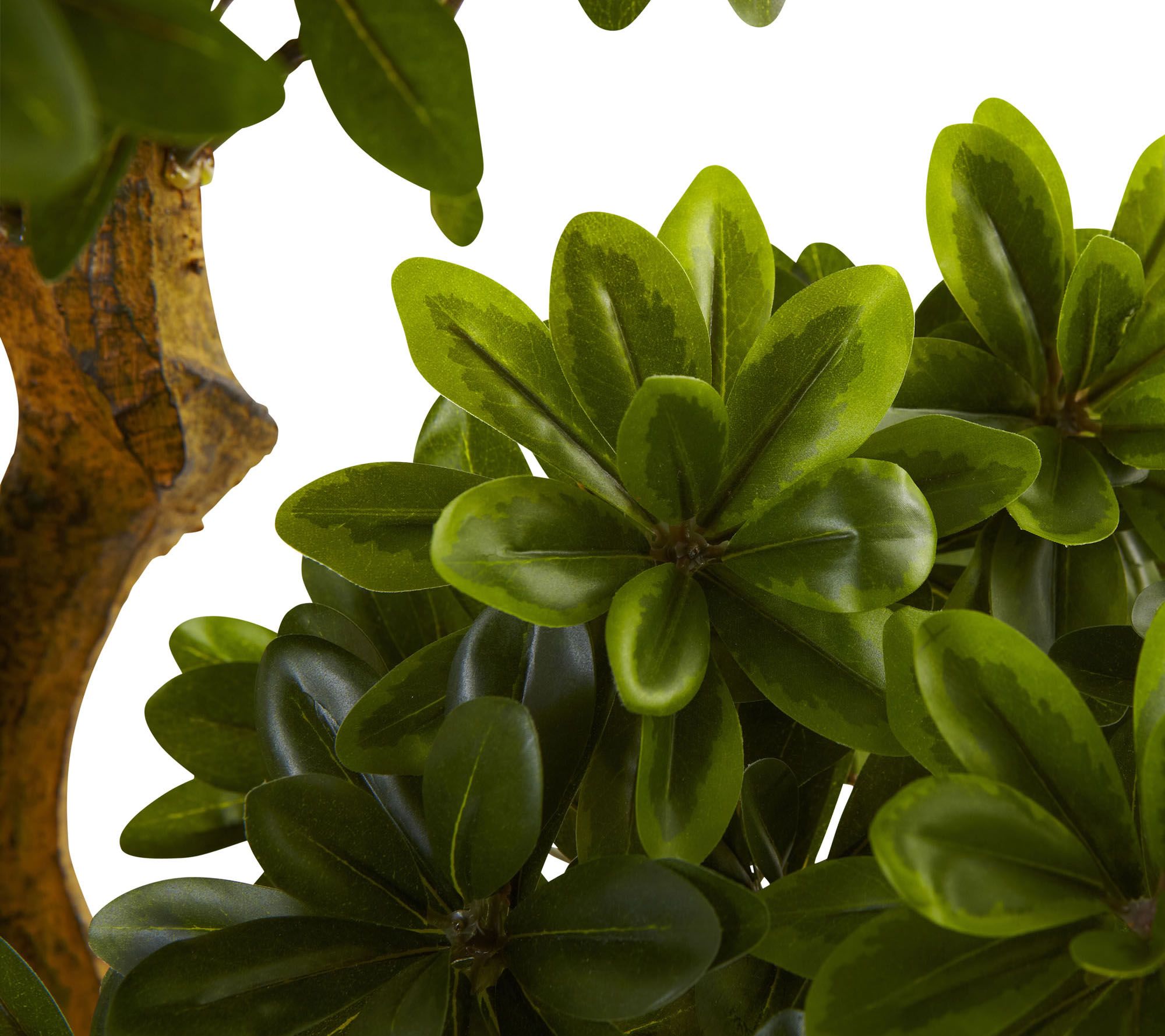 5' Pittispourm Tree by Nearly Natural - QVC.com