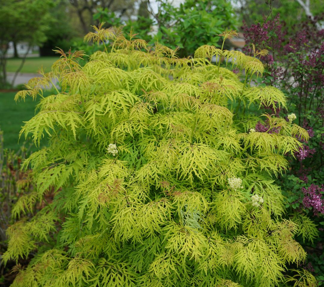 Roberta's 1-Piece Elderberry Lemony Lace - QVC.com