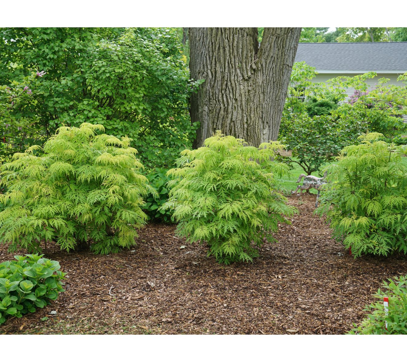 Roberta's 1-Piece Elderberry Lemony Lace - QVC.com