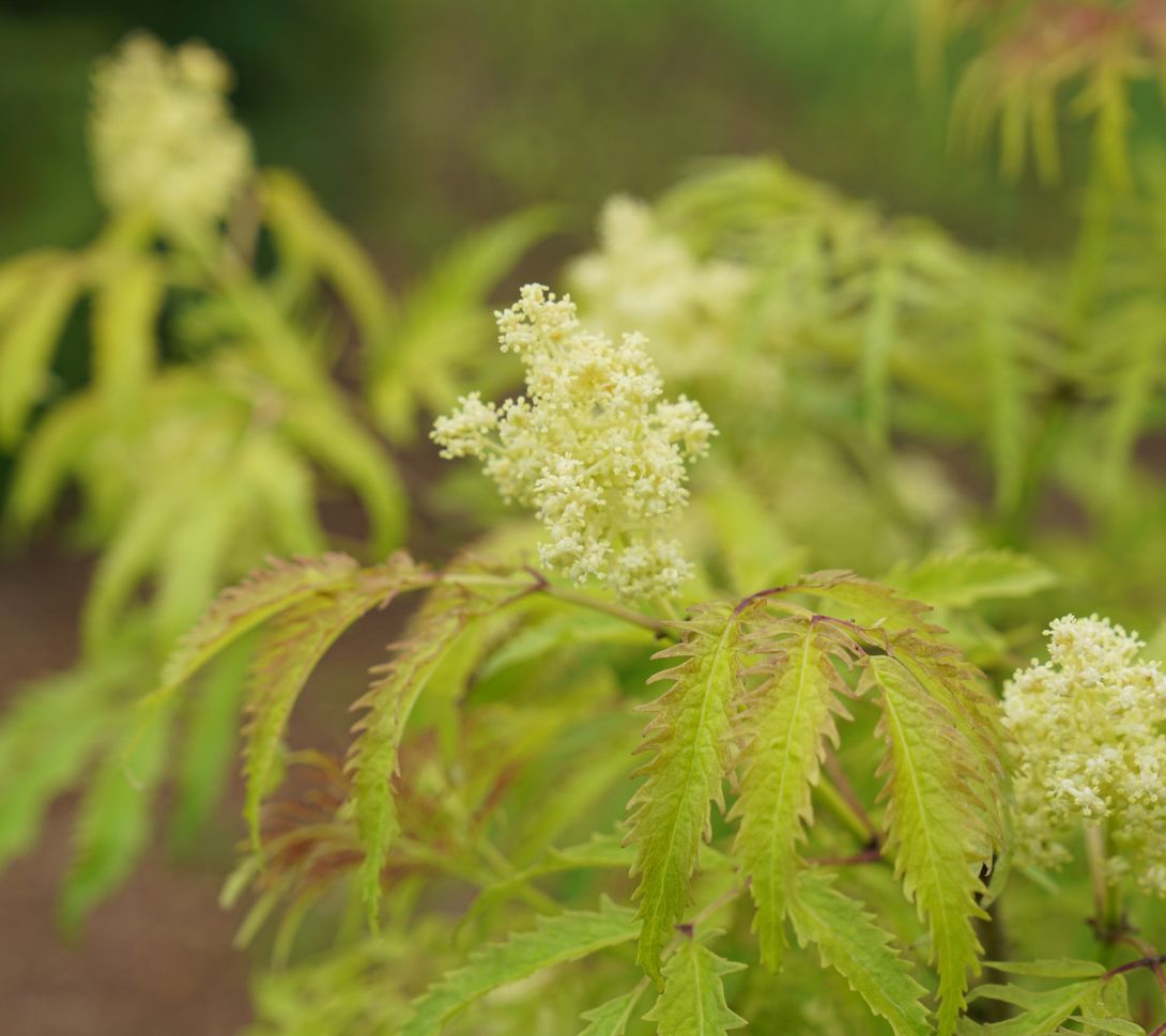 Roberta's 1-Piece Elderberry Lemony Lace - QVC.com