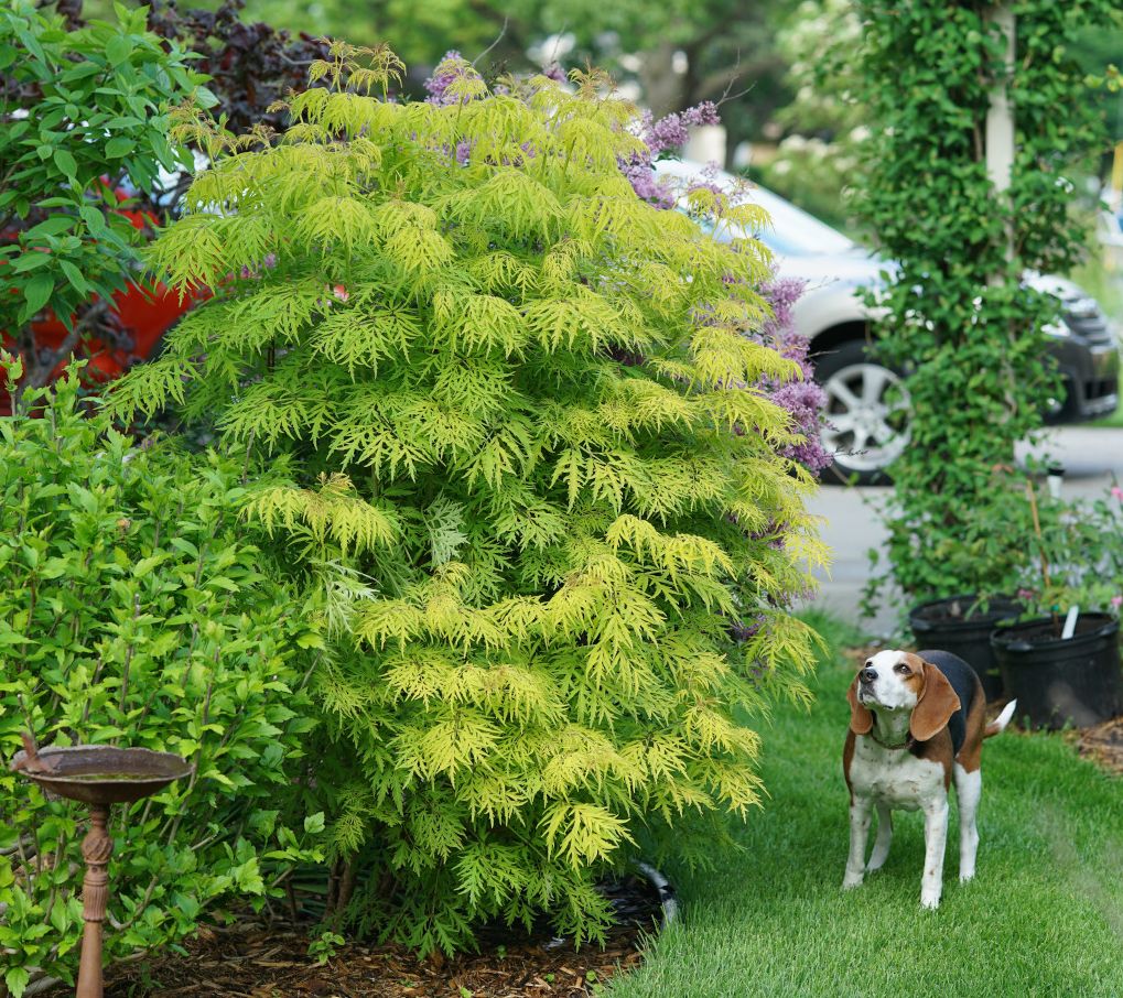 Roberta's 1-Piece Elderberry Lemony Lace - QVC.com