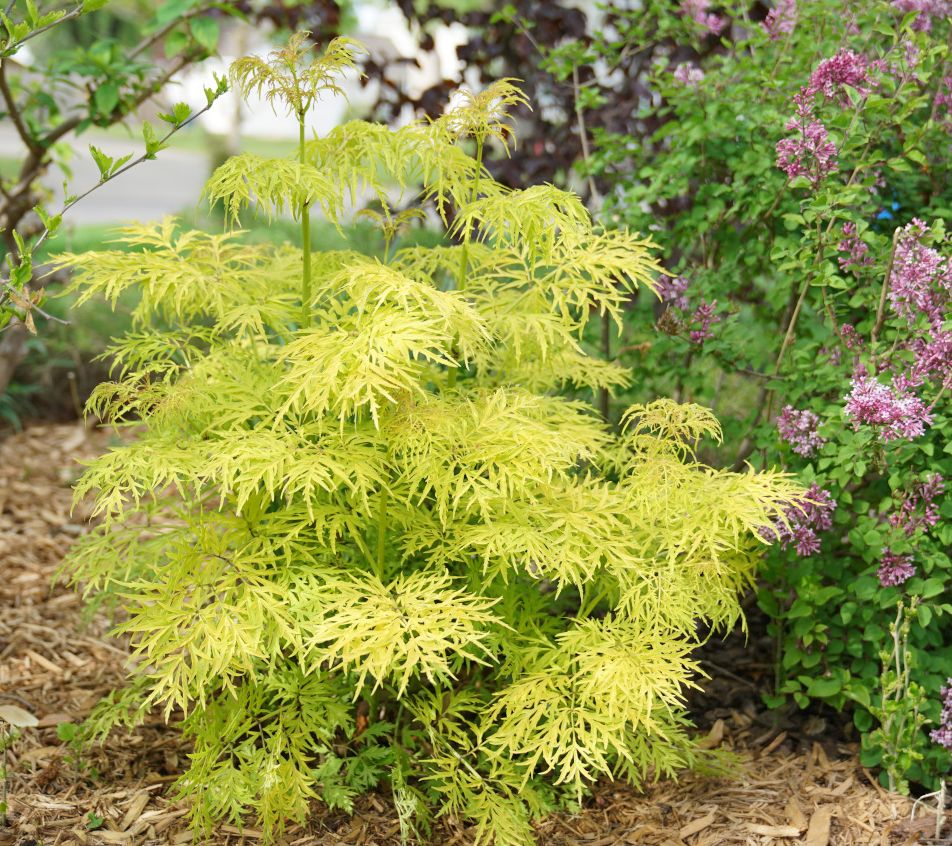 Roberta's 1-Piece Elderberry Lemony Lace - QVC.com