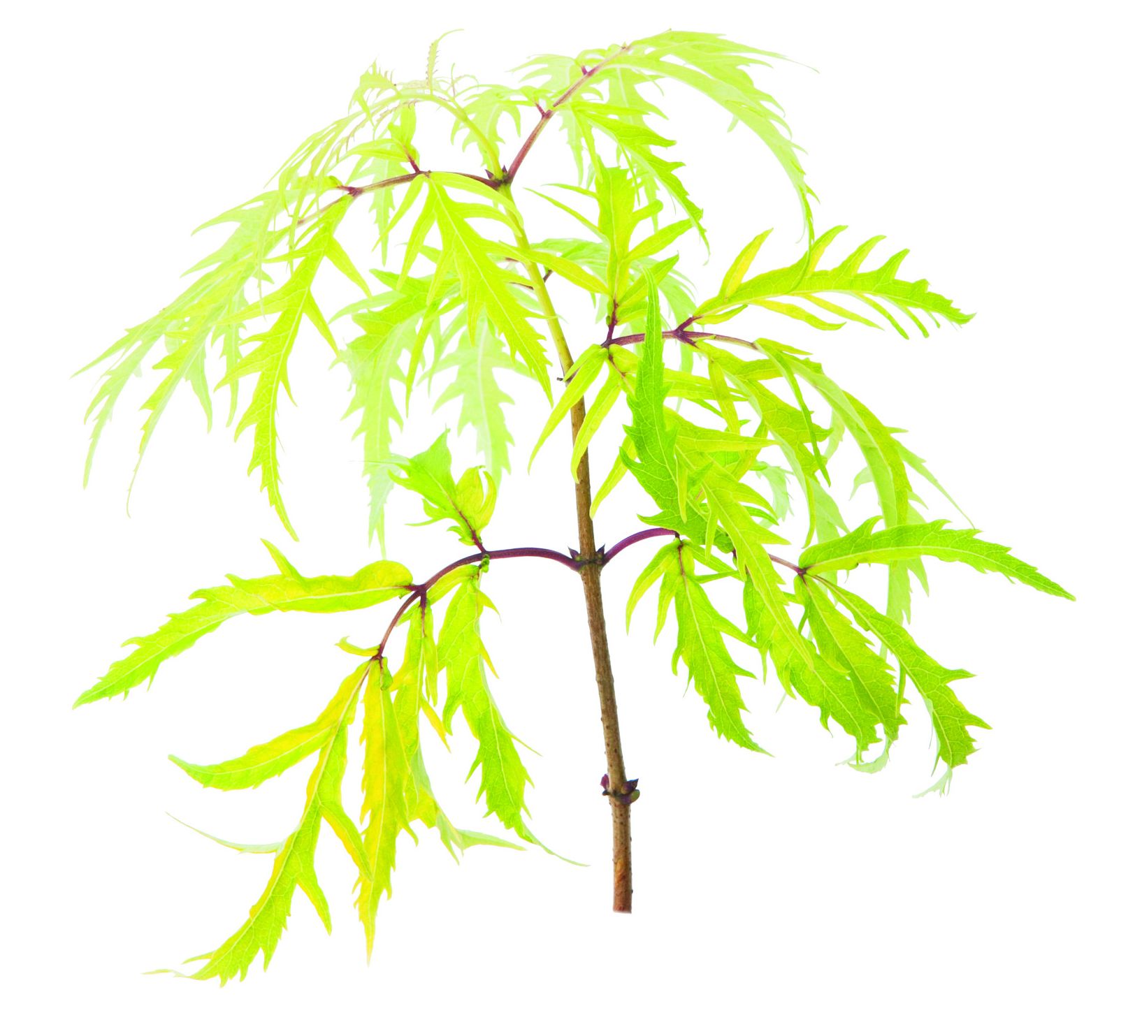 Roberta's 1-Piece Elderberry Lemony Lace - QVC.com