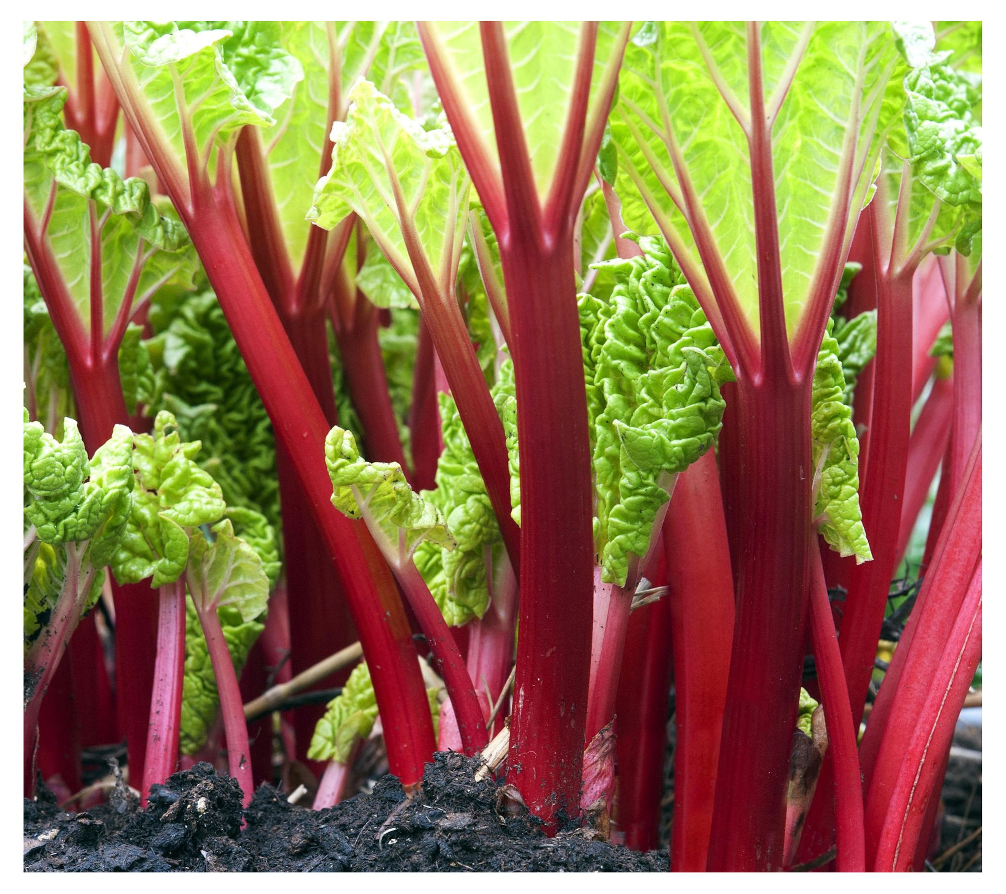 Cottage Farms 2-Piece Victoria Rhubarb - QVC.com