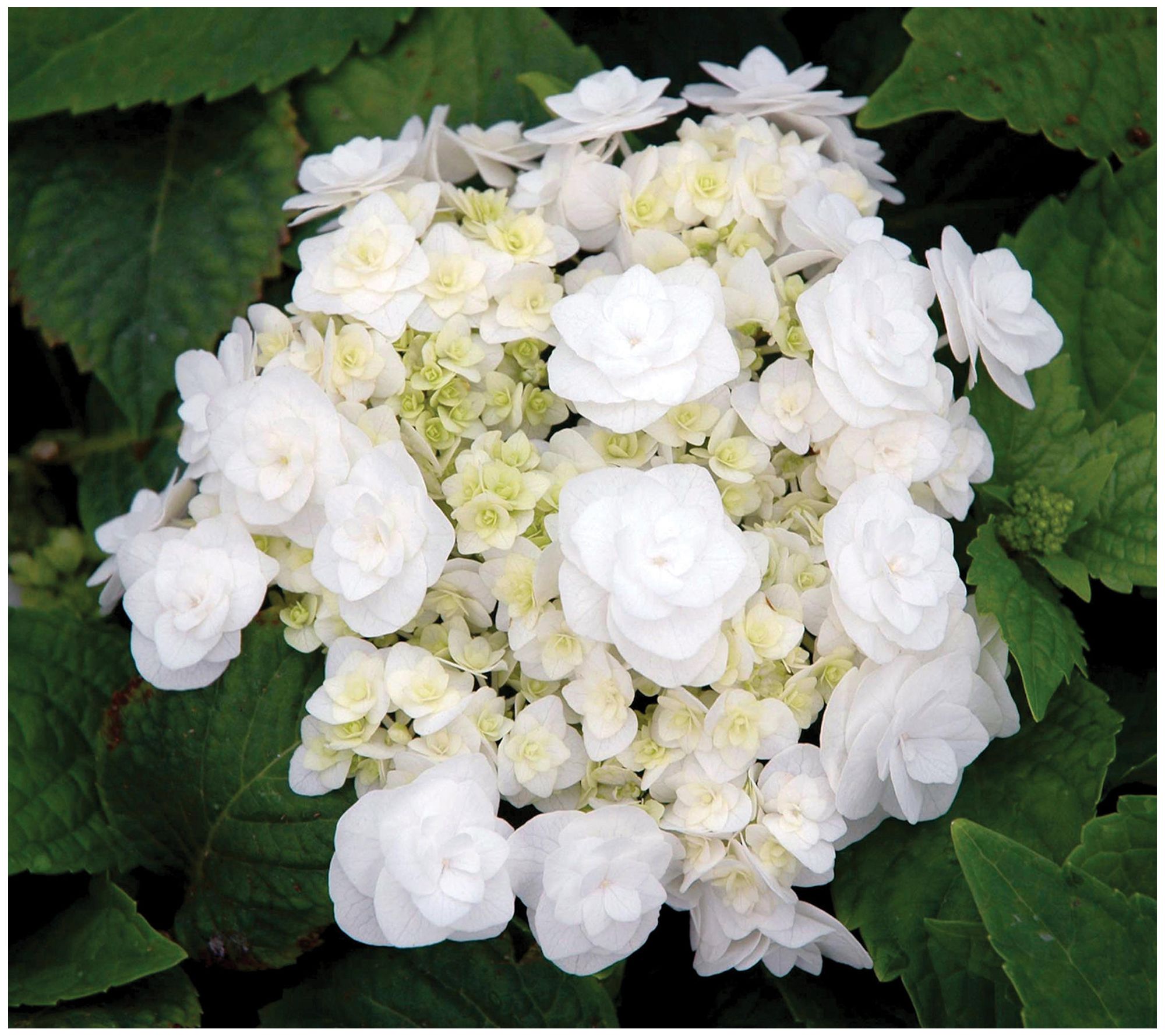 Cottage Farms Wedding Gown Hydrangea - QVC.com
