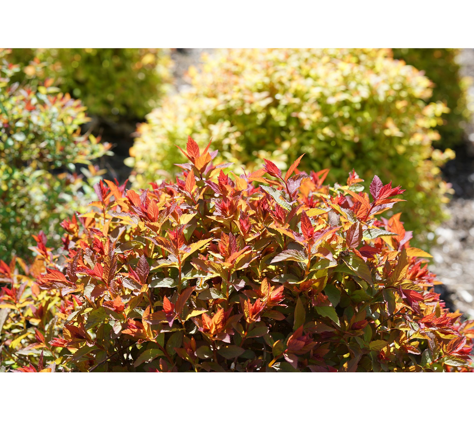 Roberta's Spirea Proven Winners Double Play Doo zie 1 pc - QVC.com