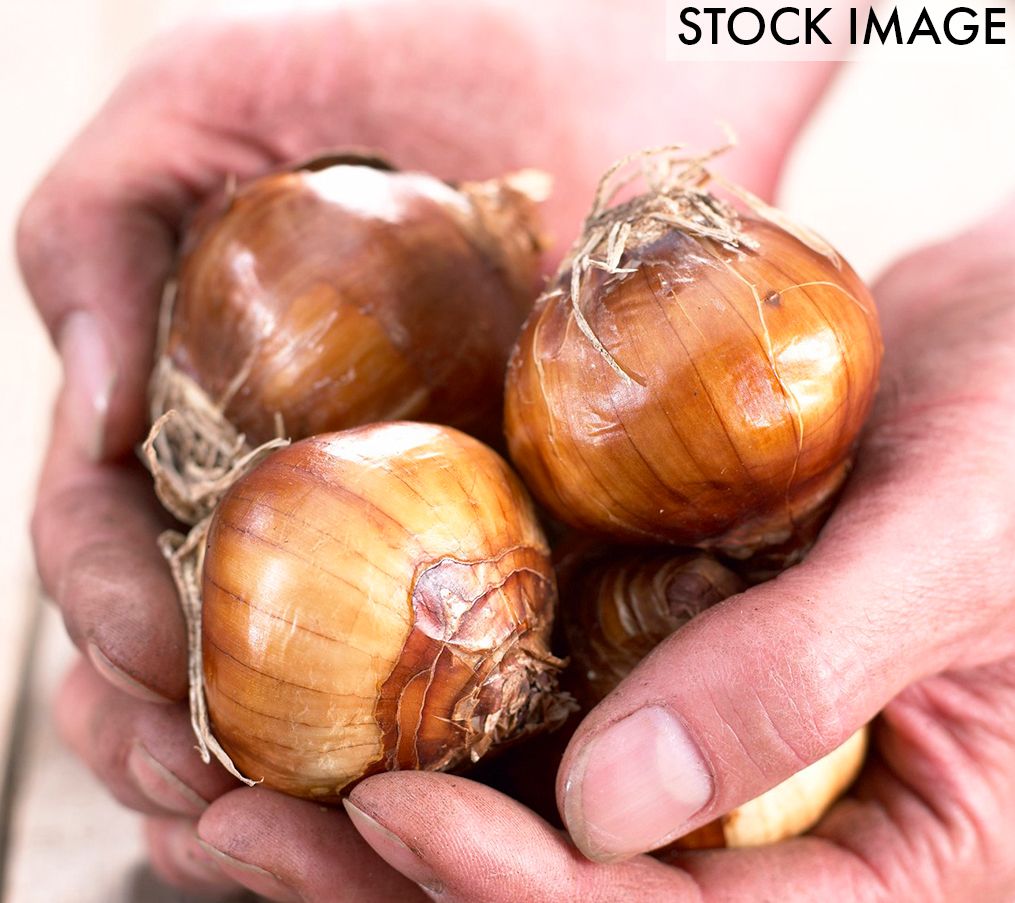 Van Zyverden Paperwhite Kit Ziva with Planter and 10 Bulbs - QVC.com