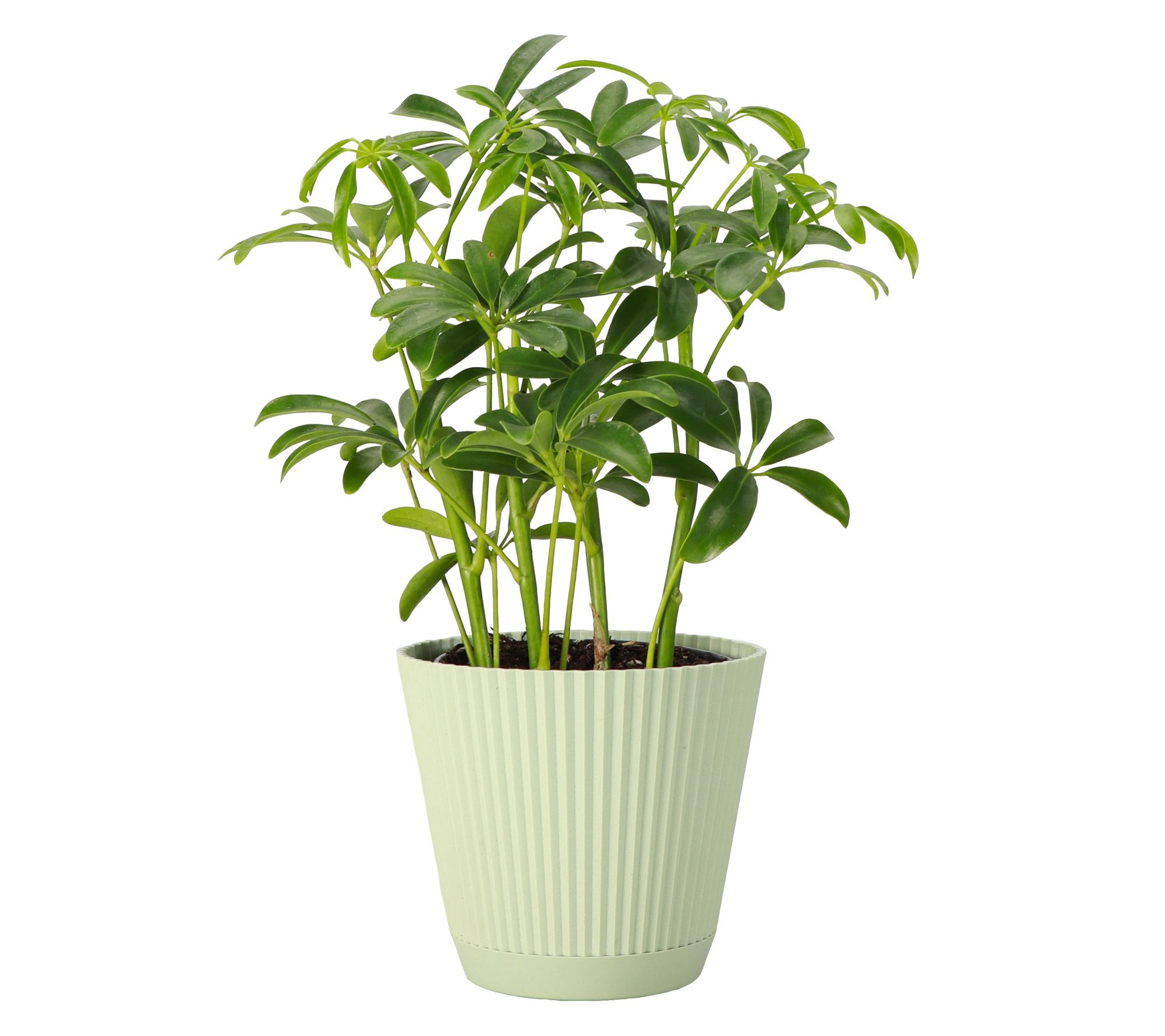 Thorsen's Greenhouse Live 4" Arboricola Plant in Ruffle Pot - QVC.com