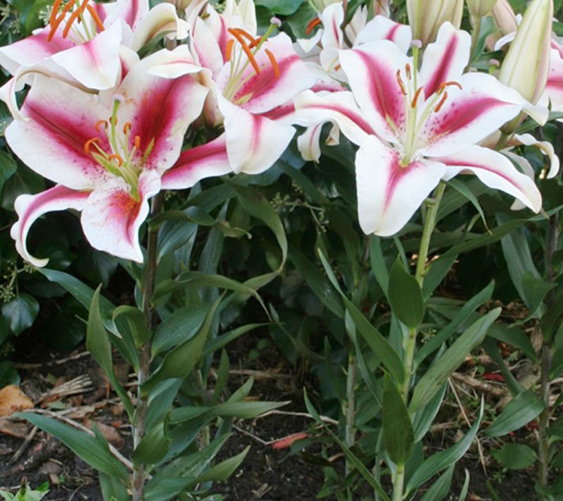 Roberta's 6-Piece Ancient and Elegant Hachi Oriental Lily - QVC.com