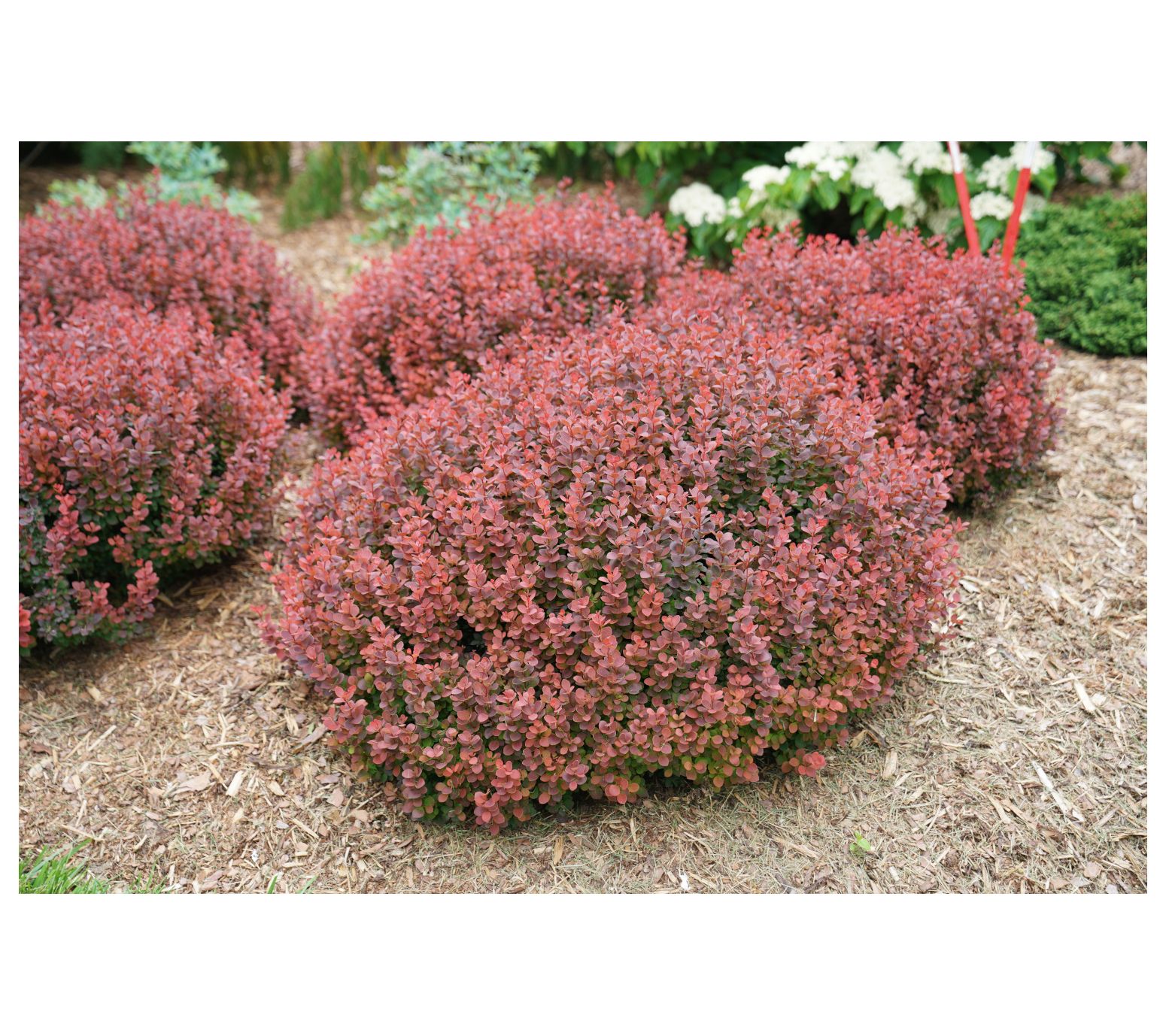 Roberta's 1-Piece Sunjoy Mini Maroon Barberry - QVC.com