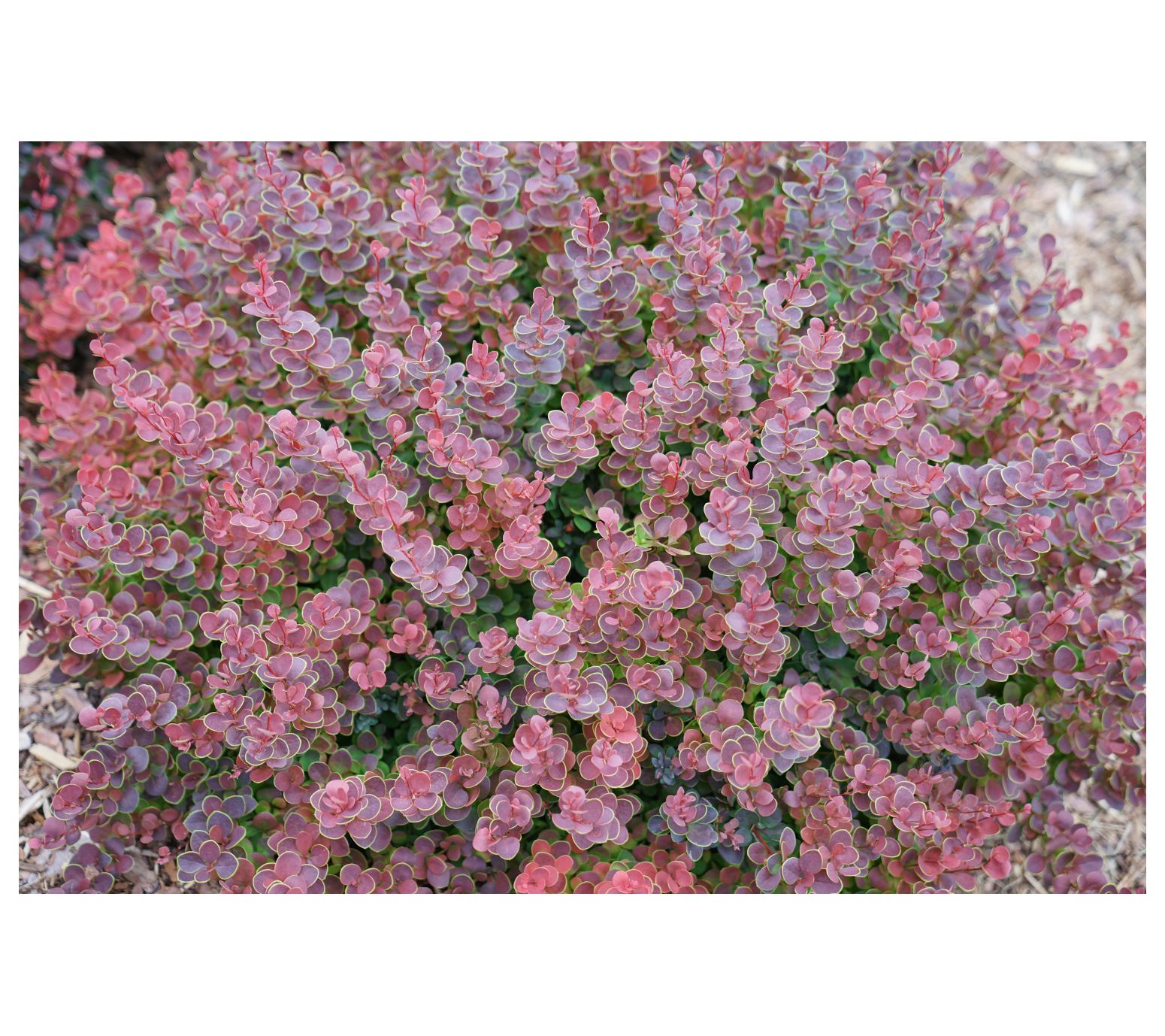 Roberta's 1-Piece Sunjoy Mini Maroon Barberry - QVC.com