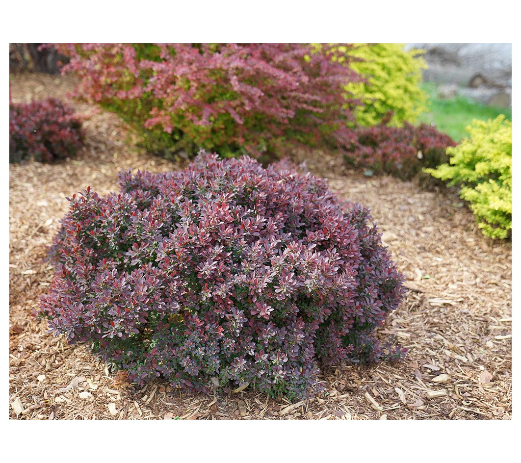 Roberta's 1-Piece Sunjoy Mini Maroon Barberry - QVC.com